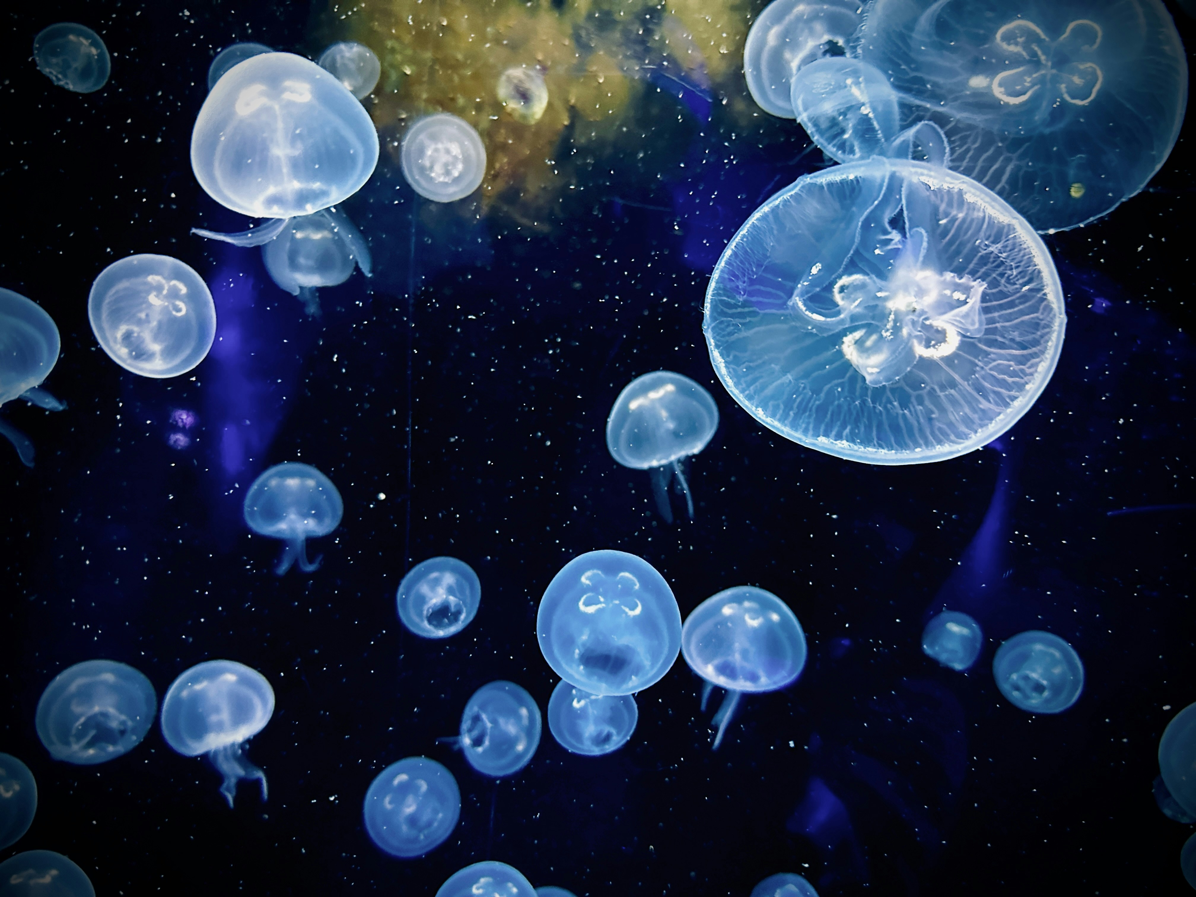 Jellyfish Ballet in a Velvet Midnight Sea