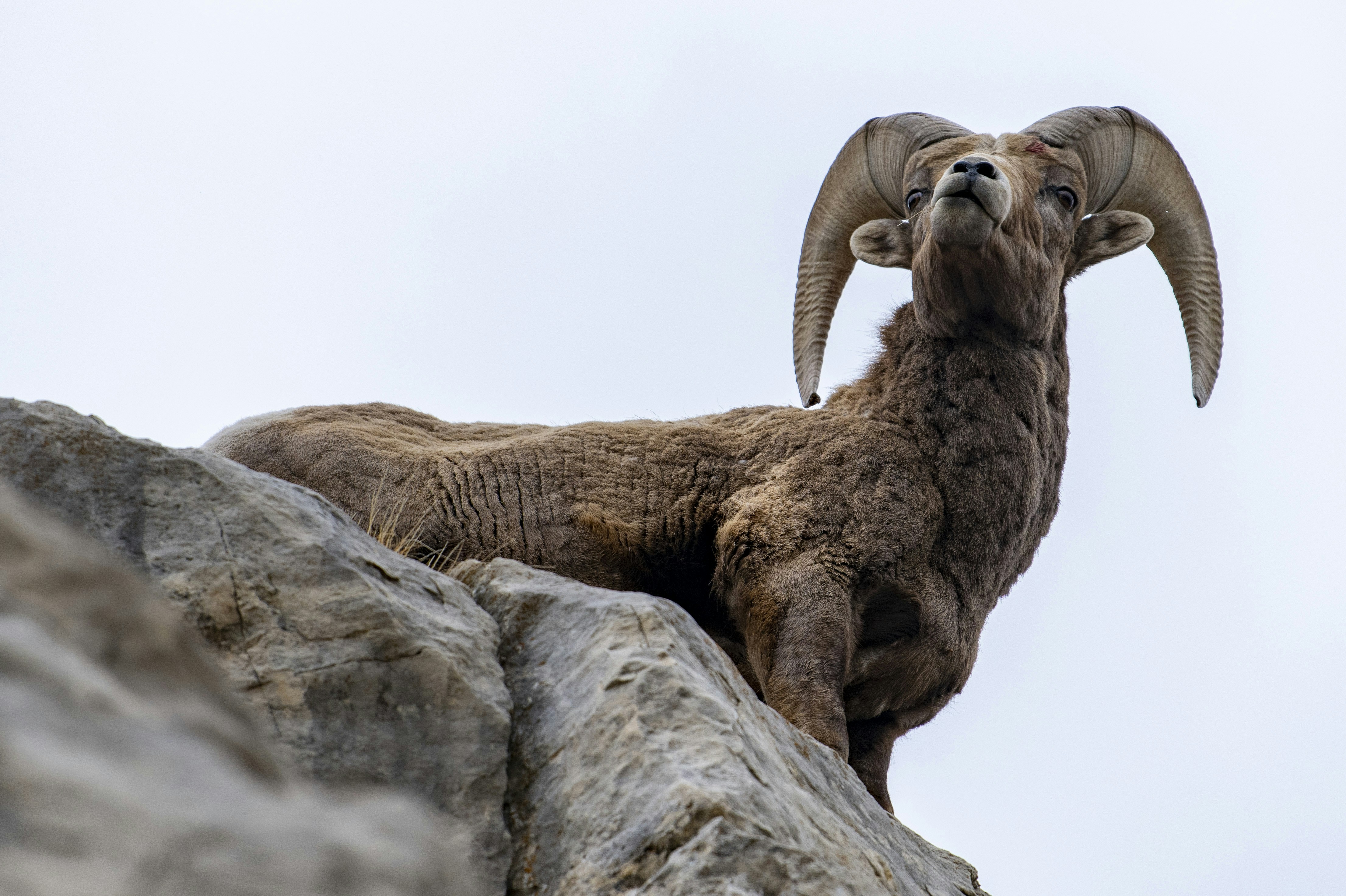 Un carnero parado en la cima de una gran roca foto – Imagen de Ganado ...