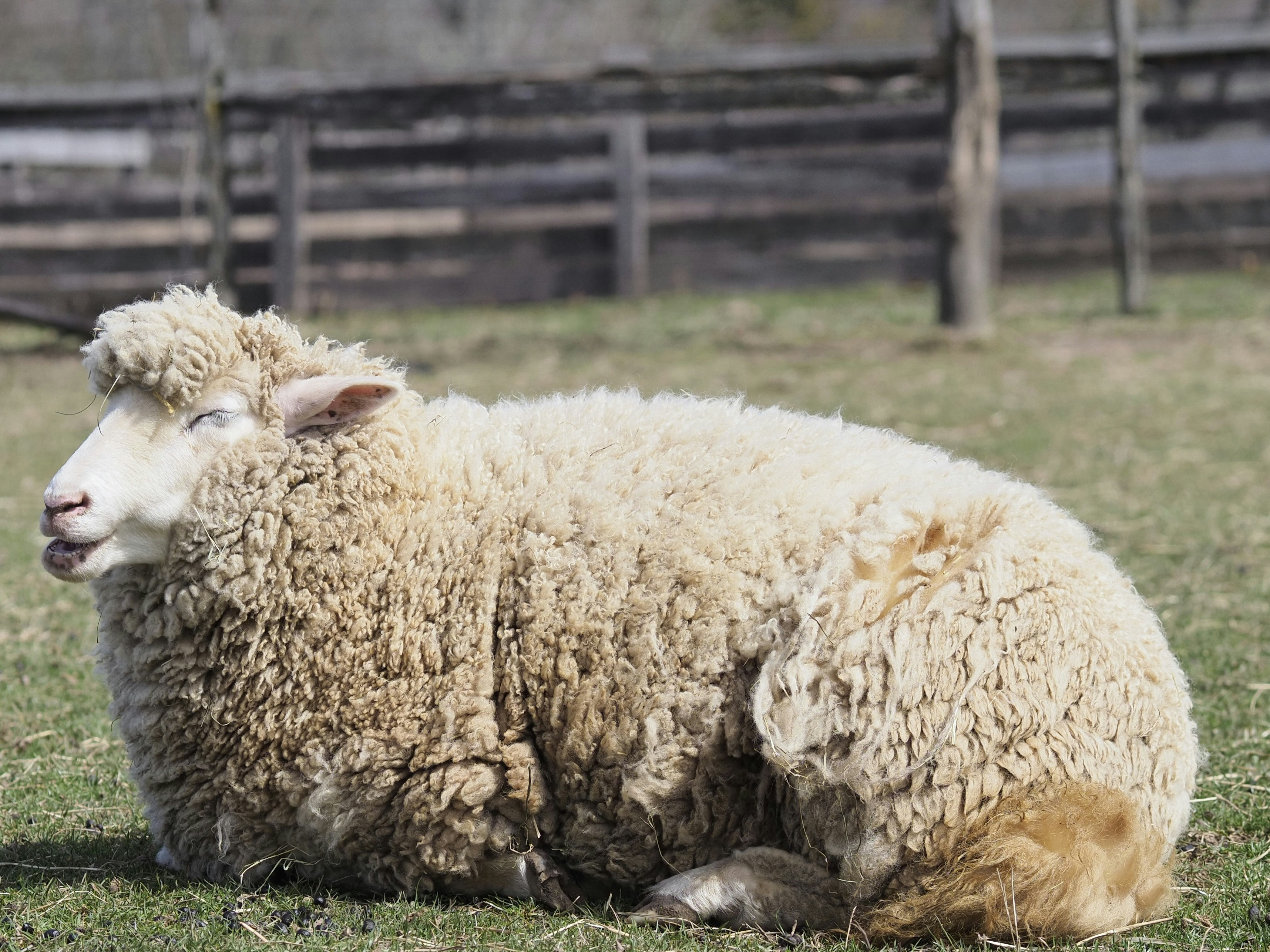 A sheep laying on the ground in a fenced in area photo – Free Sheep ...