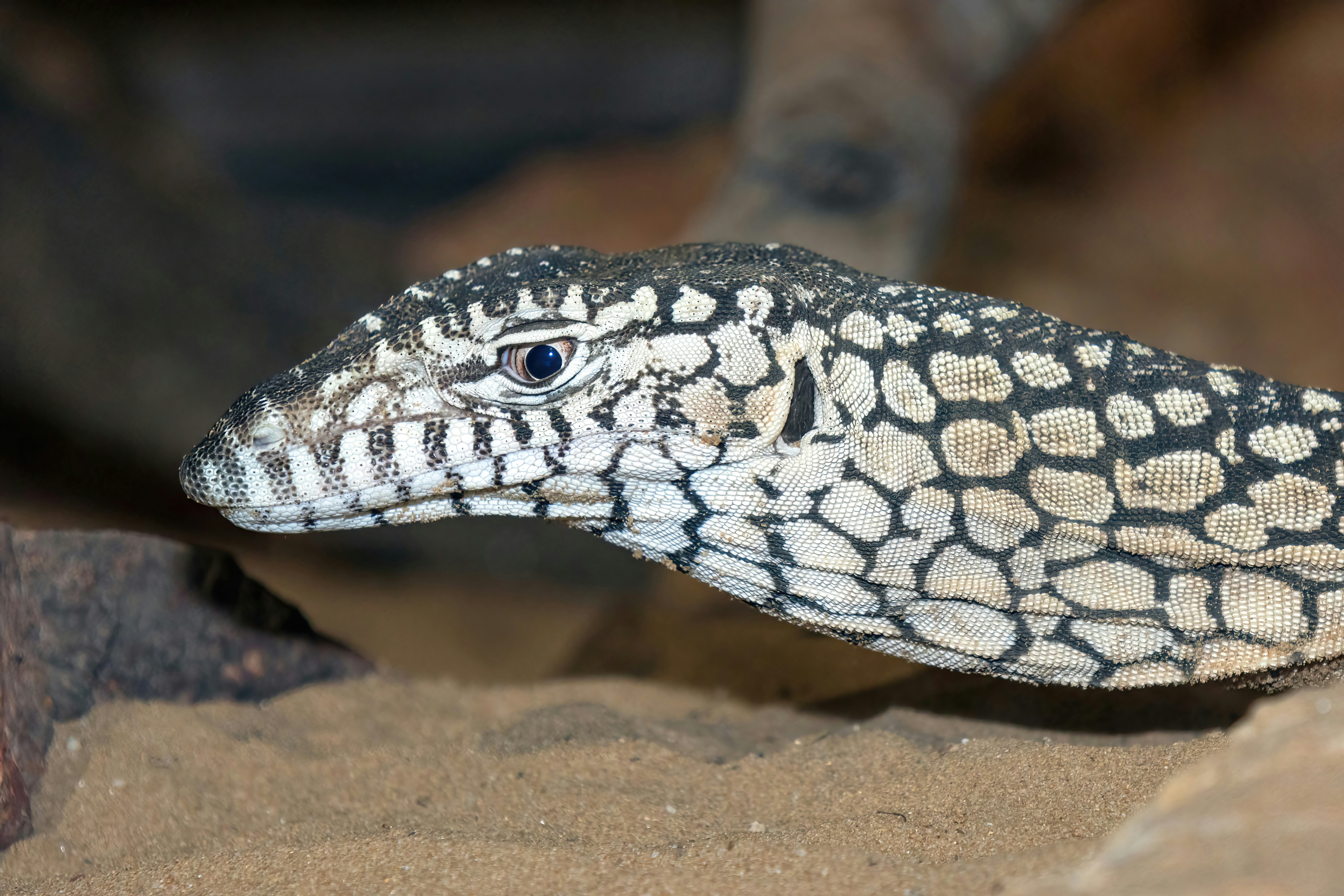 Close up of a young Perentie, the longest monitor lizard in Australia, growing to about 2.4 metres. Varanus giganteus.