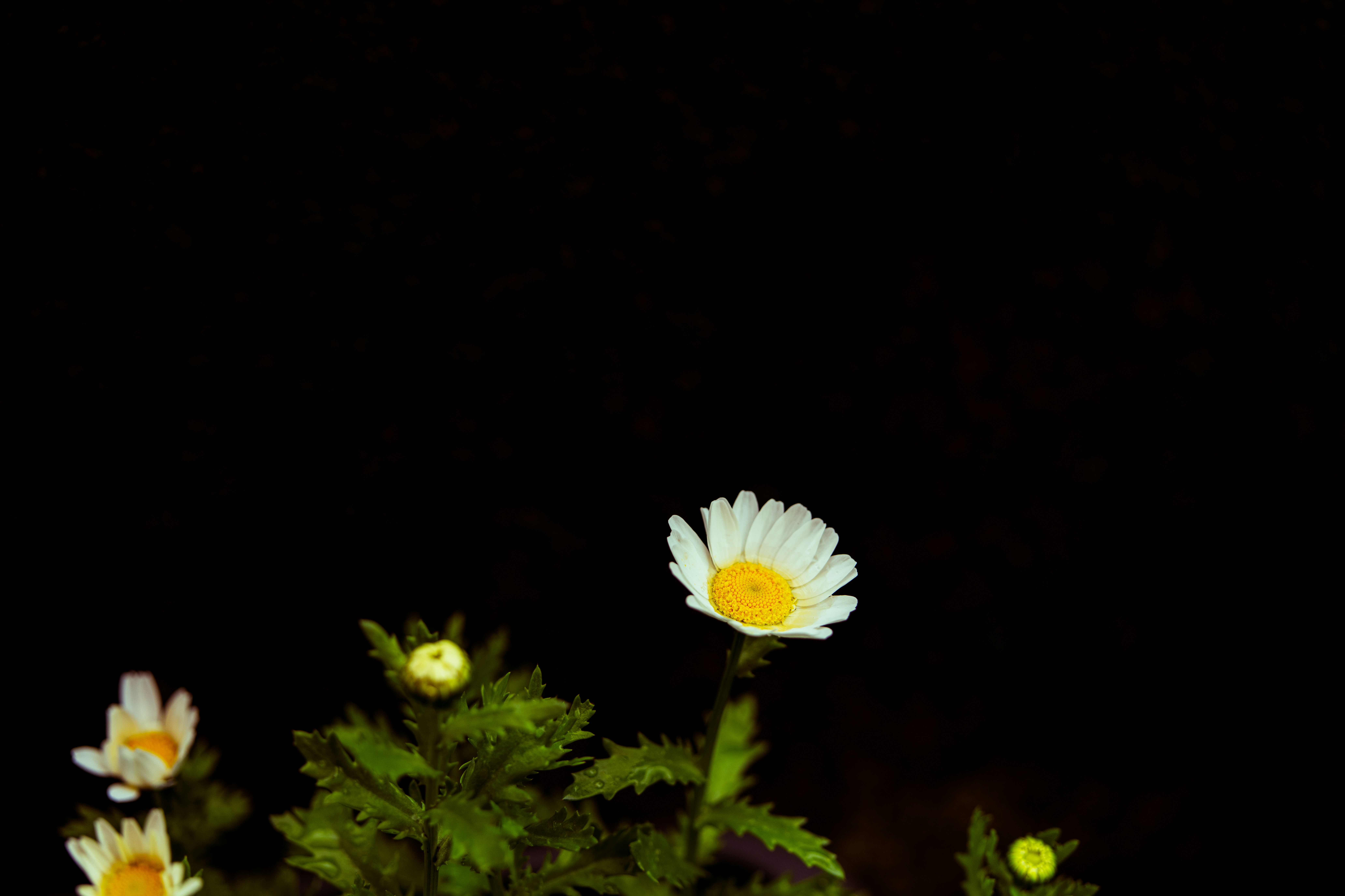 Lone Daisy in Velvet Night