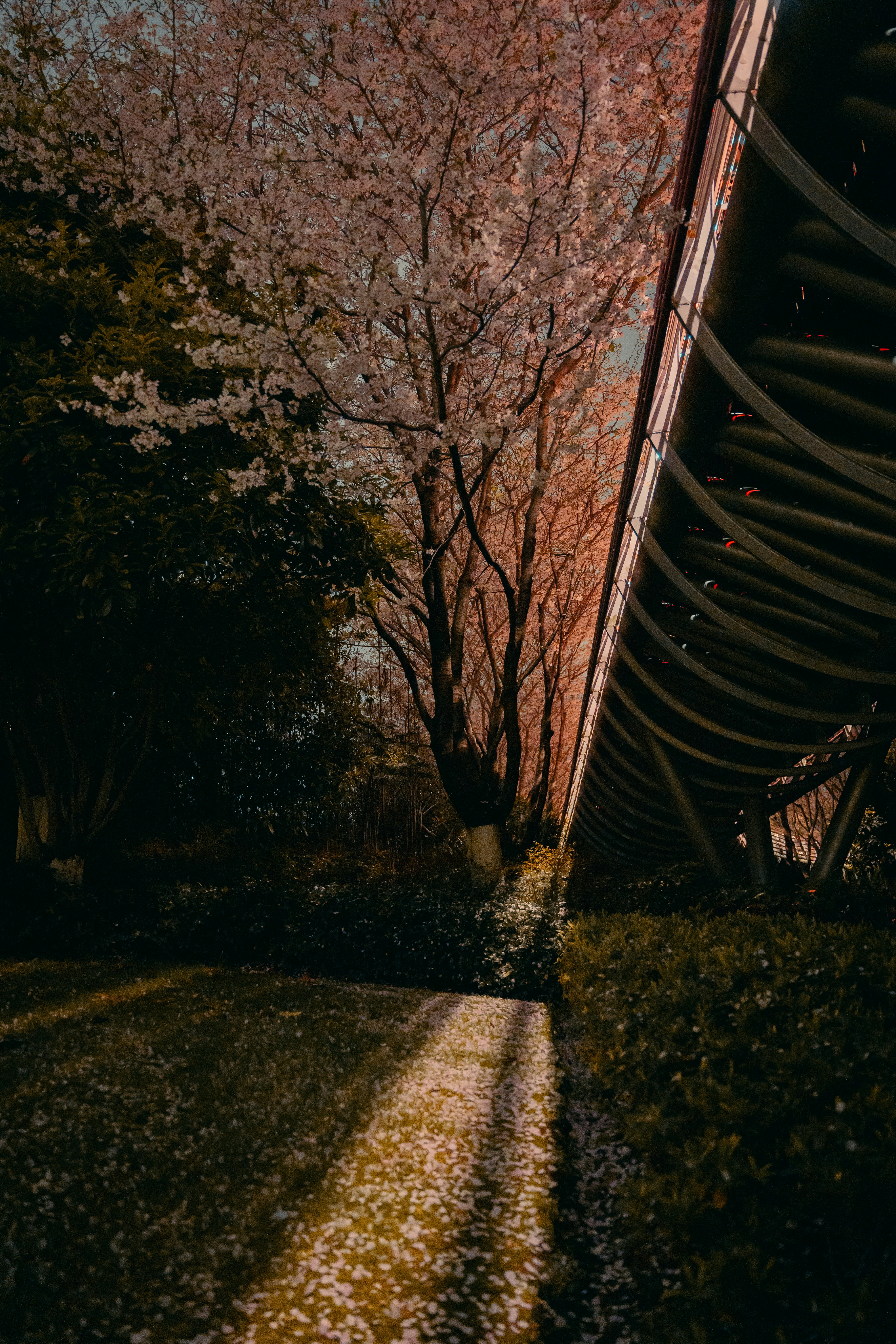 Blossoms Along a Sunlit Corridor: A Narrow Path Beside a Curving Steel Arc