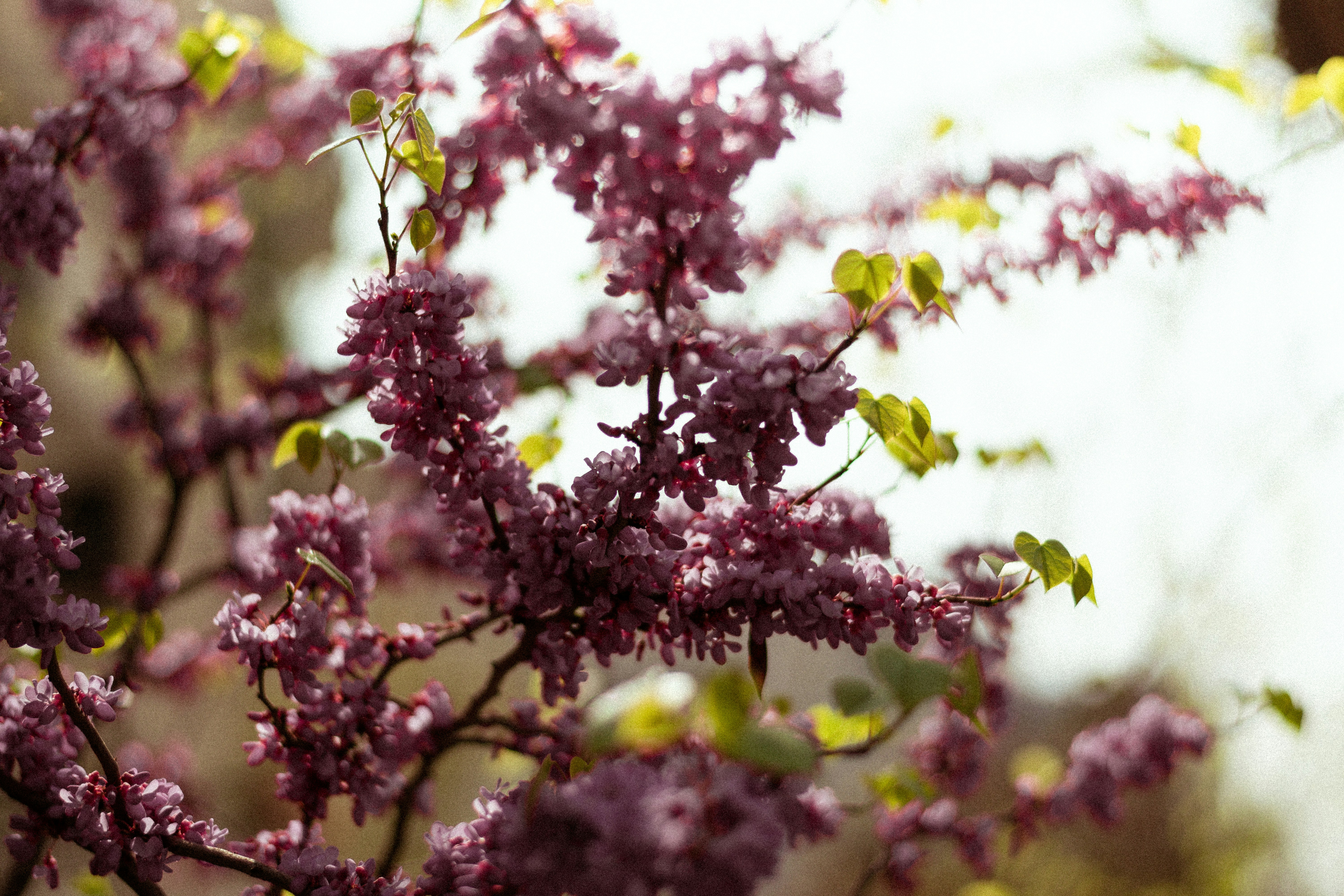 Blossoms in Soft Backlight: A Spring Bursts of Magenta