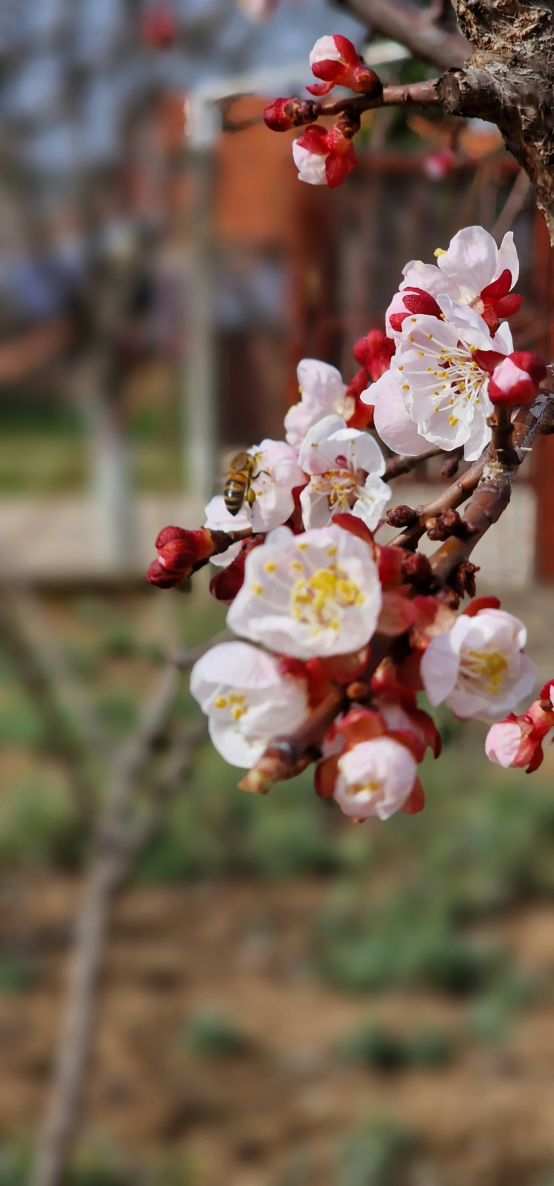 Bee on Pink Blossom: A Close-Up of Spring's Quiet Detail