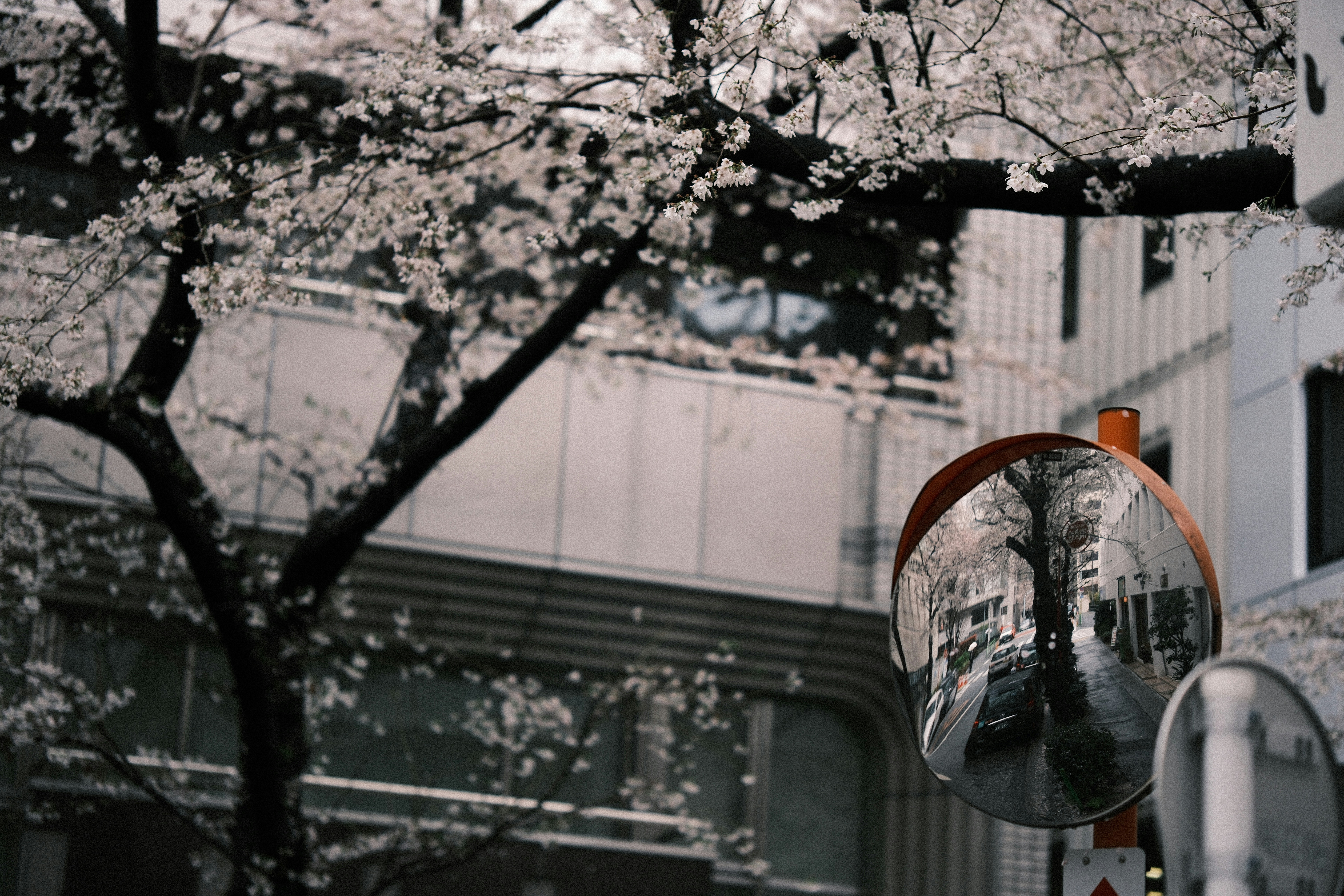 Convex Mirror Echo on a Cherry-Blossom Street