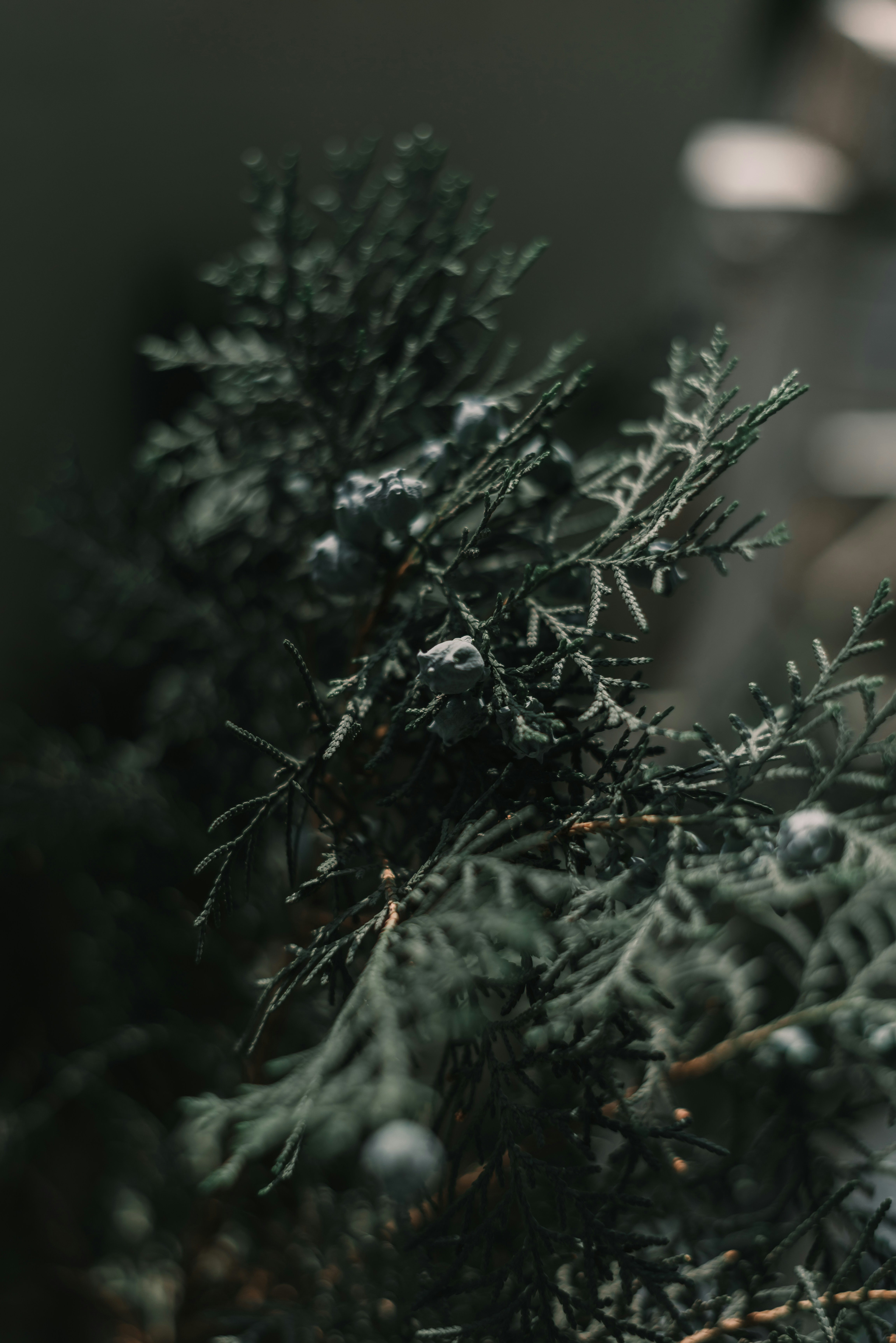 A close up of a pine tree with snow on it photo – Free Wallpaper Image ...