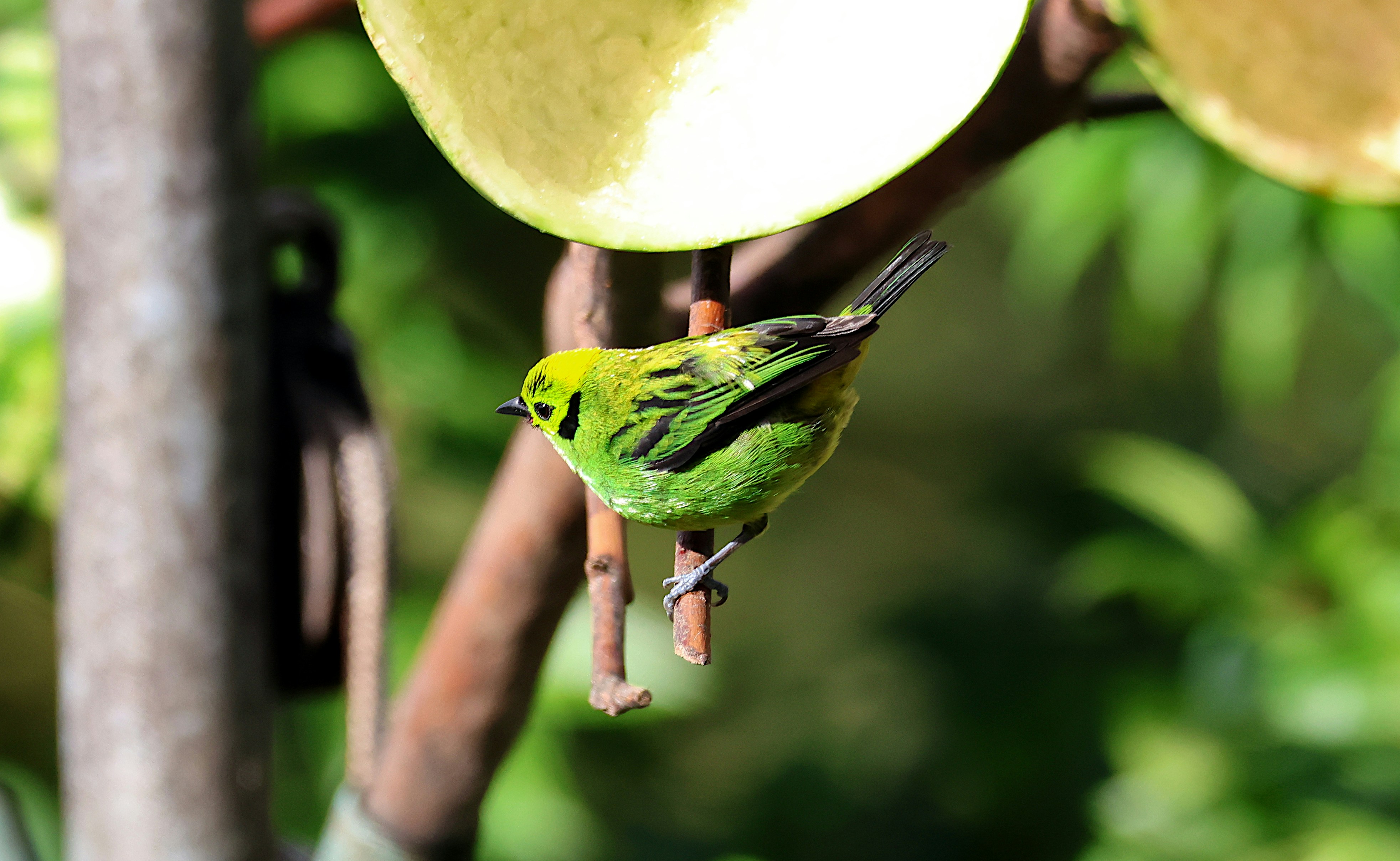 Emerald Warbler on a Citrus Perch Amid Backyard Dappled Light