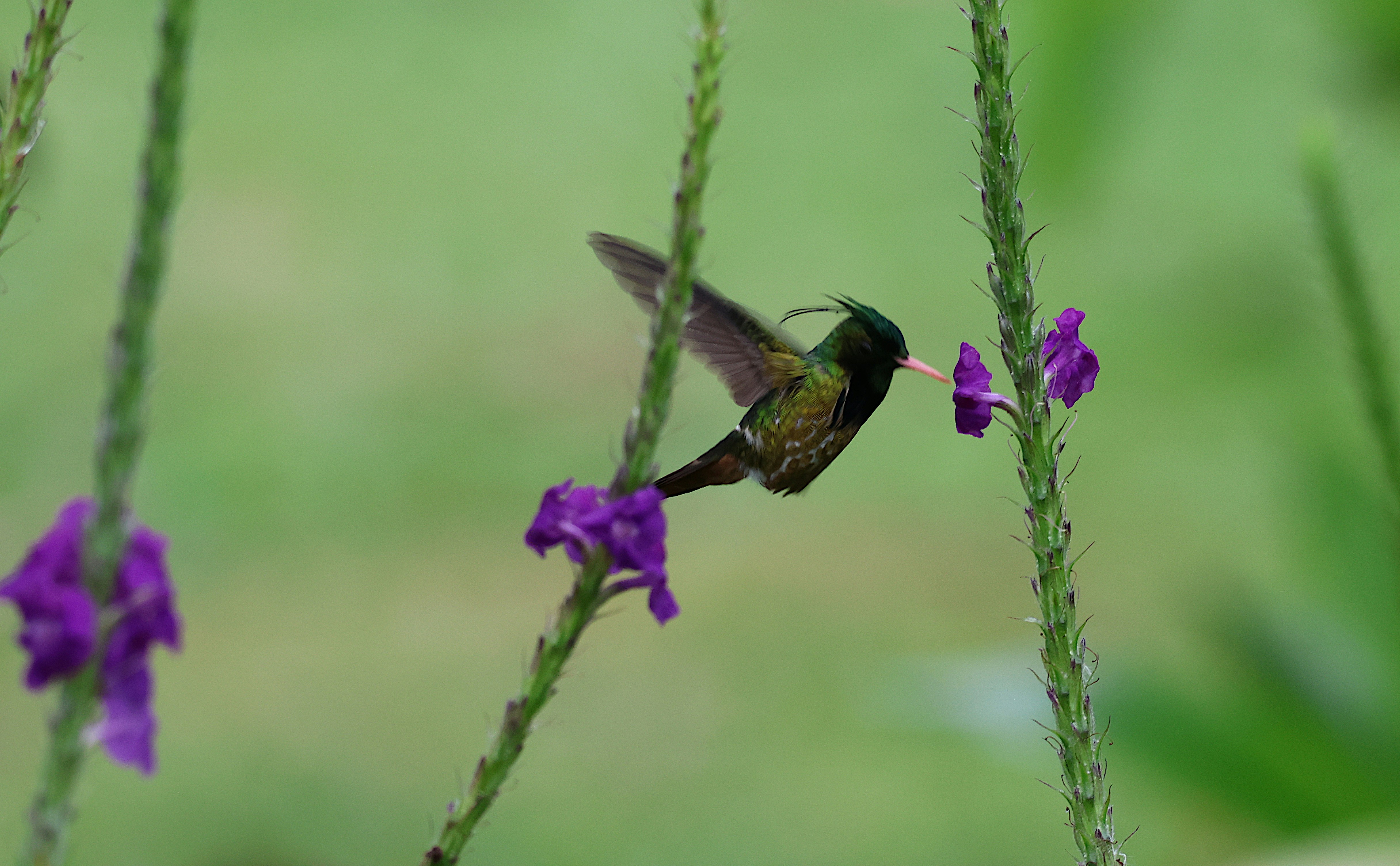Hovering Jewel Between Violet Spires