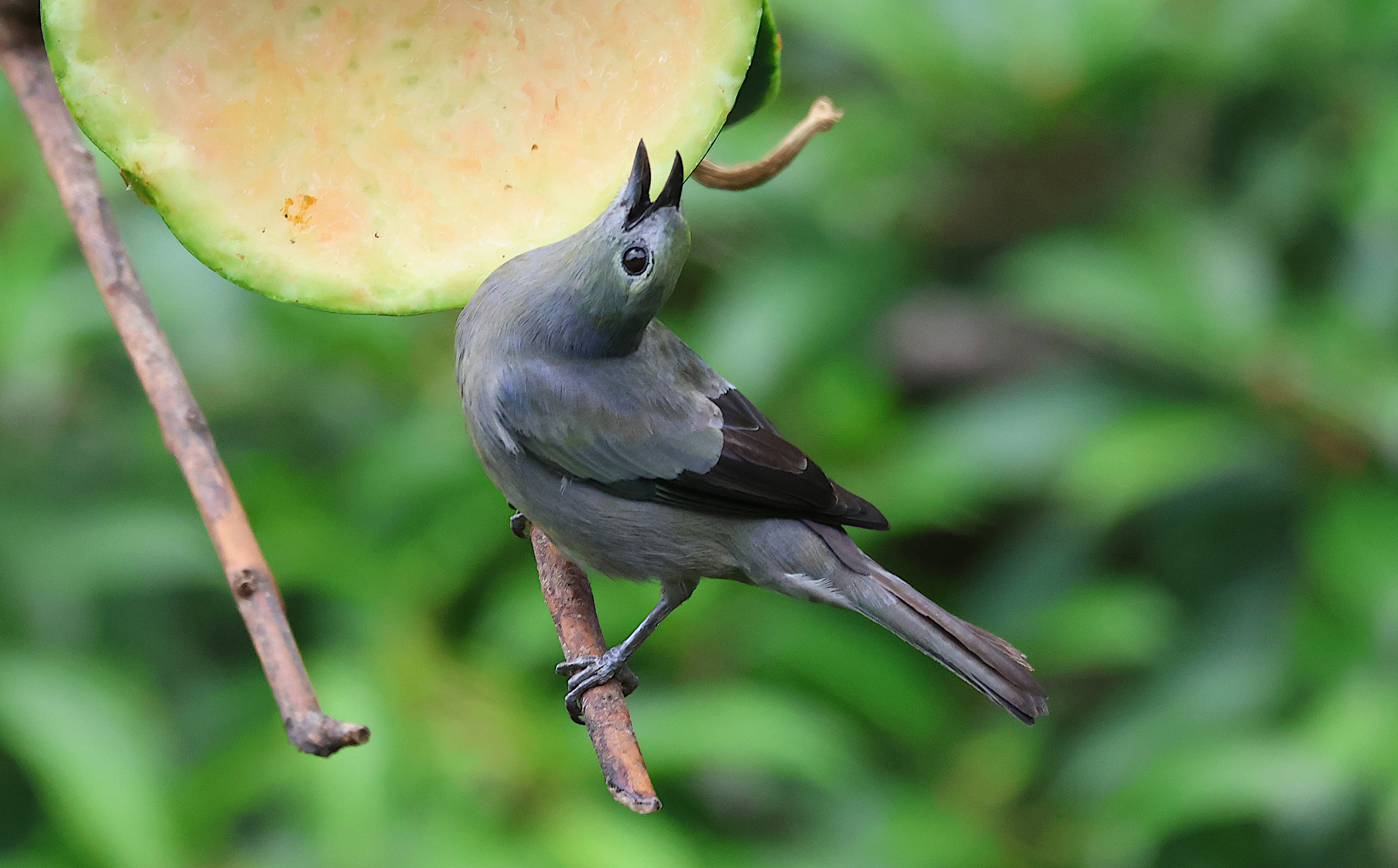 Feeding Moment: Gray Songbird and Melon Slice