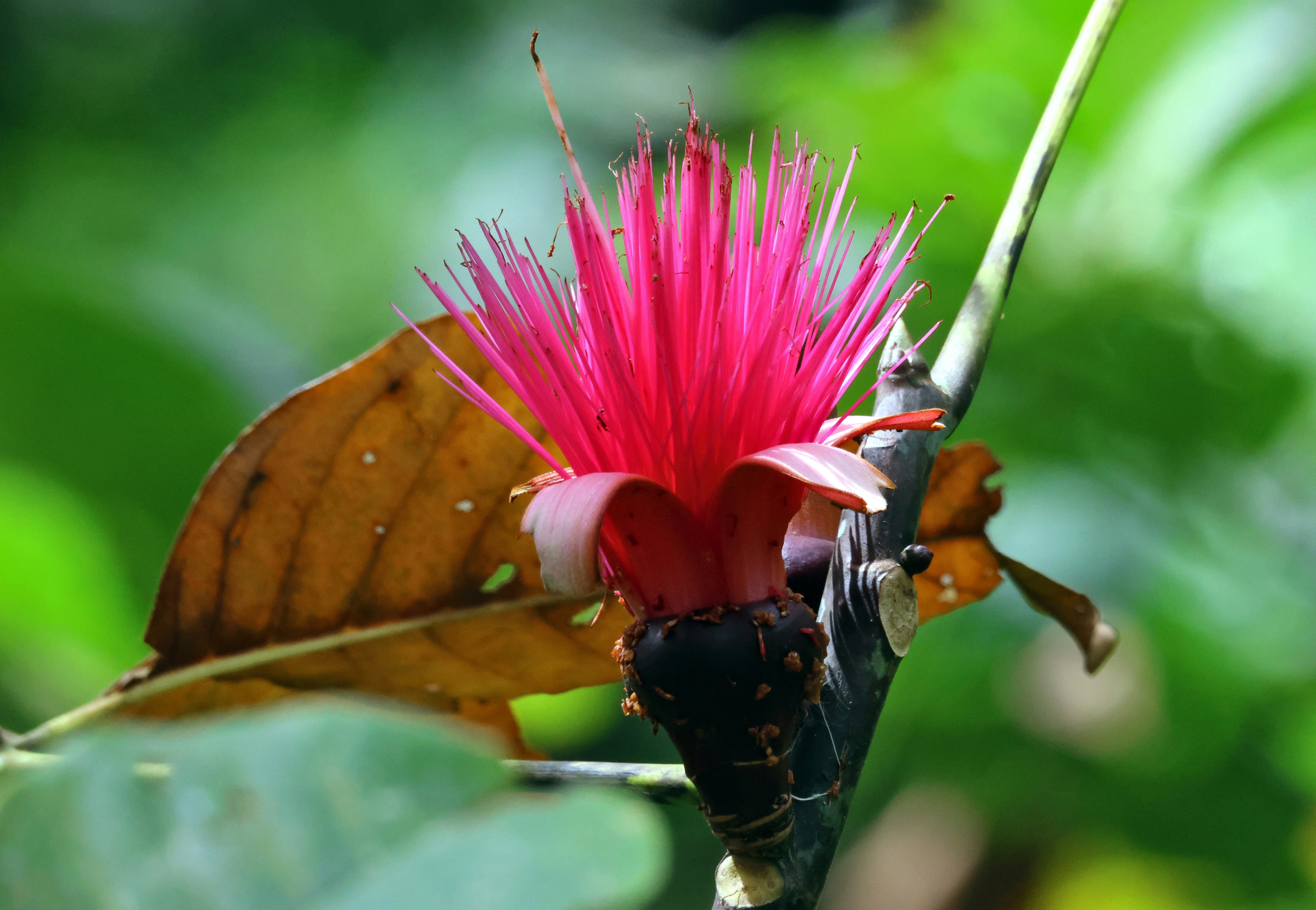 LaFortuna, Costa Rica, Feb 2023
