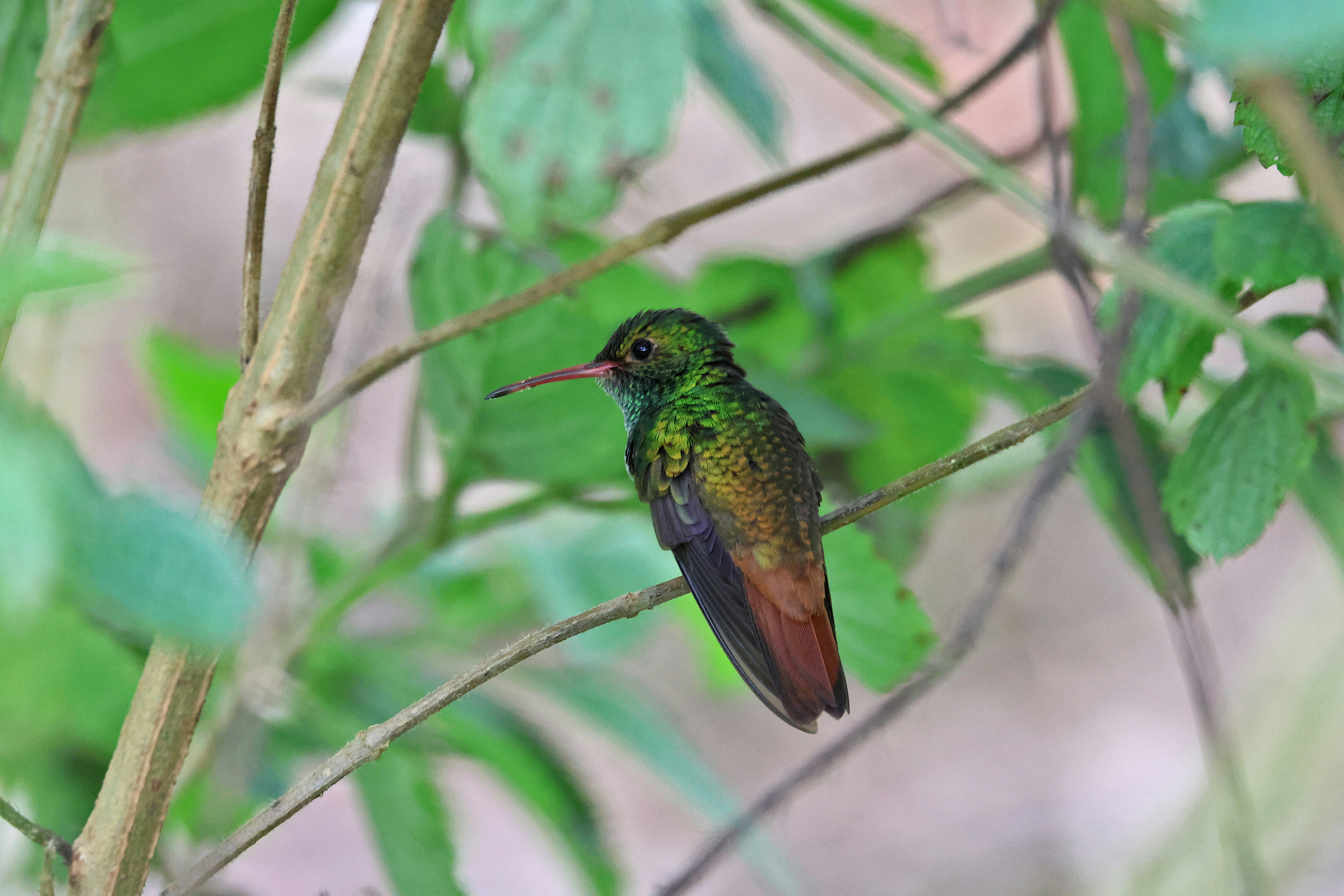Emerald-Chested Hummingbird on a Sun-Dappled Vine