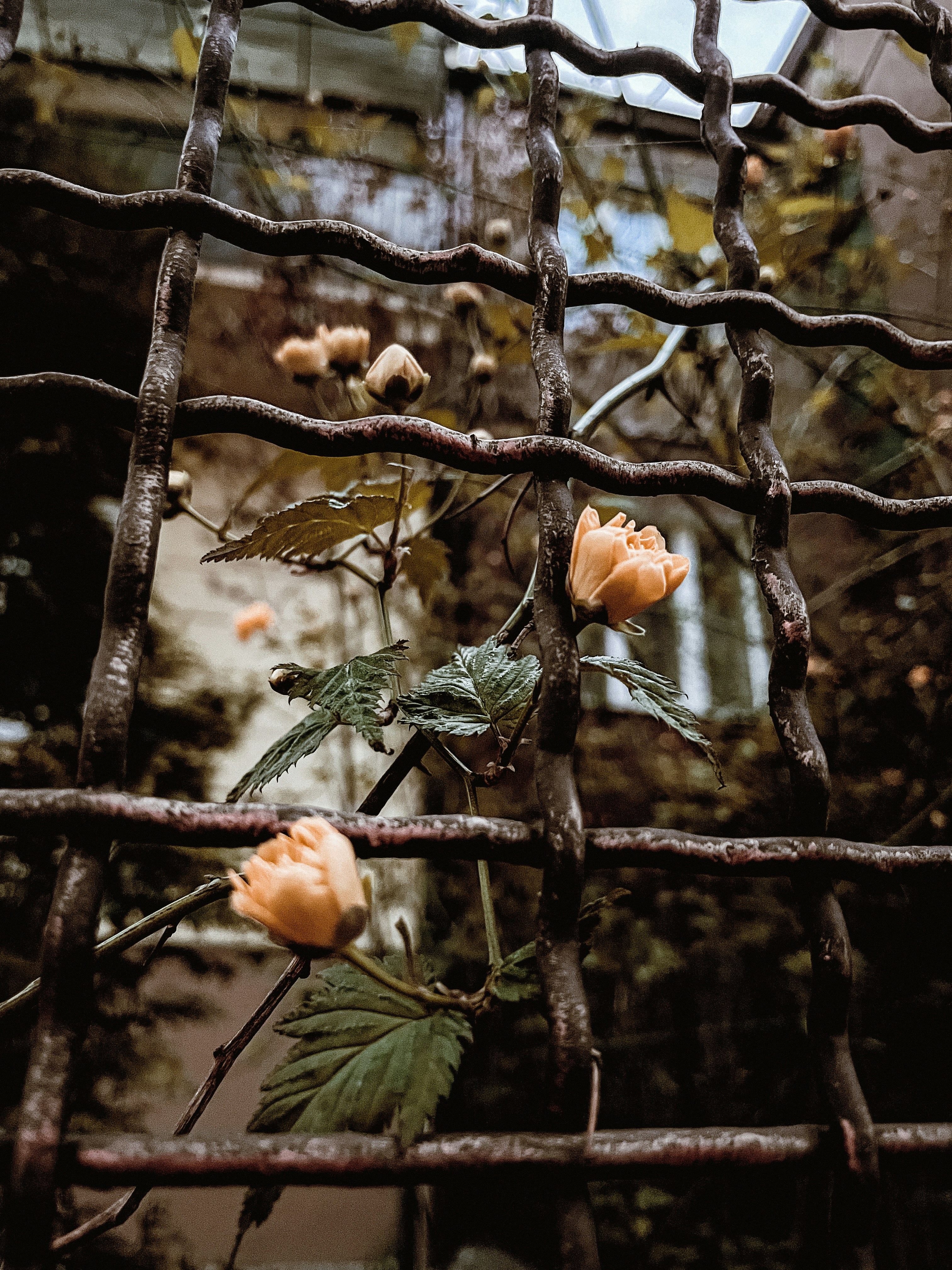 Peach Roses Through a Rusted Grid: A Quiet Bloom Behind Bars