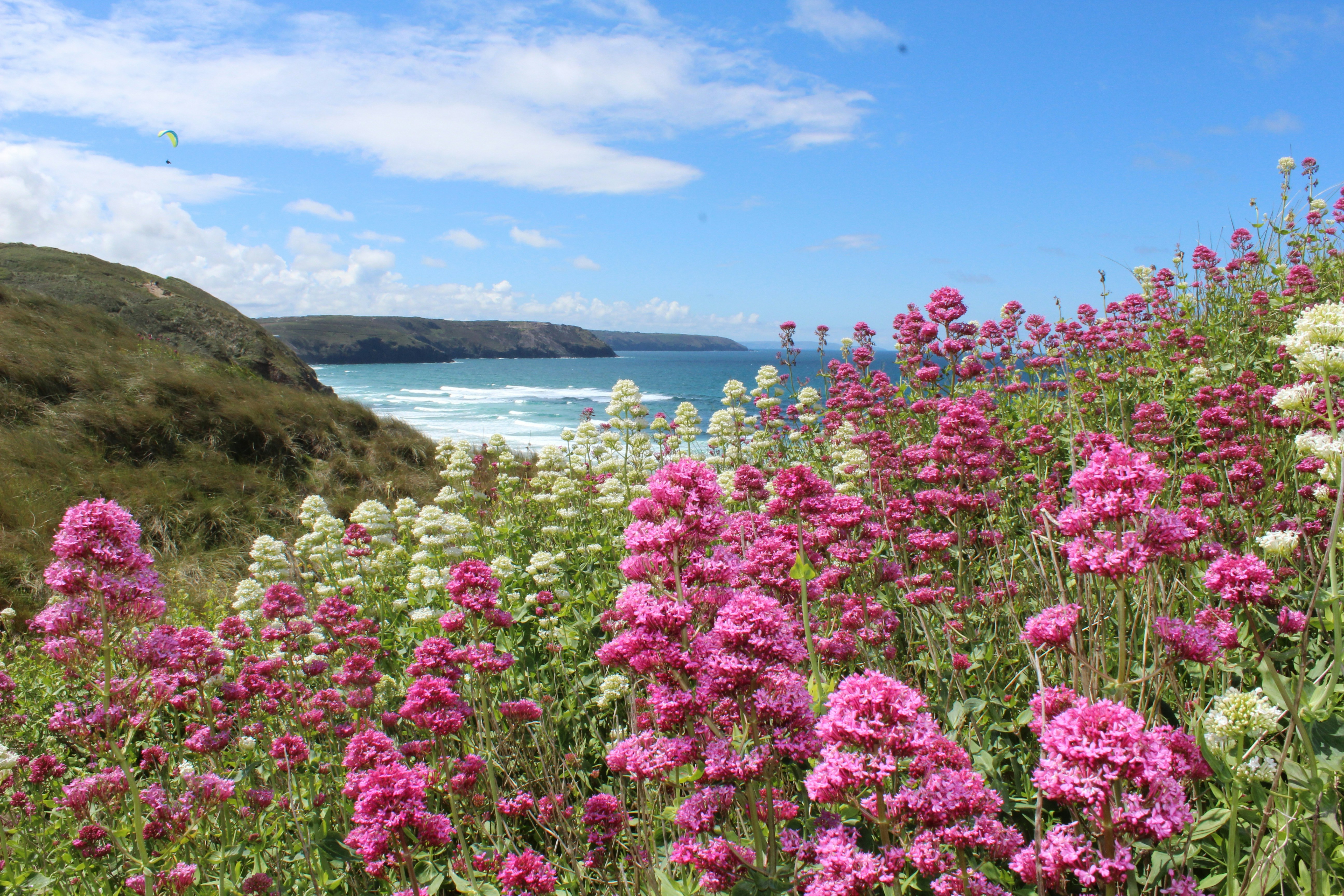 Un champ de fleurs roses et blanches au bord de l’océan photo – Photo ...