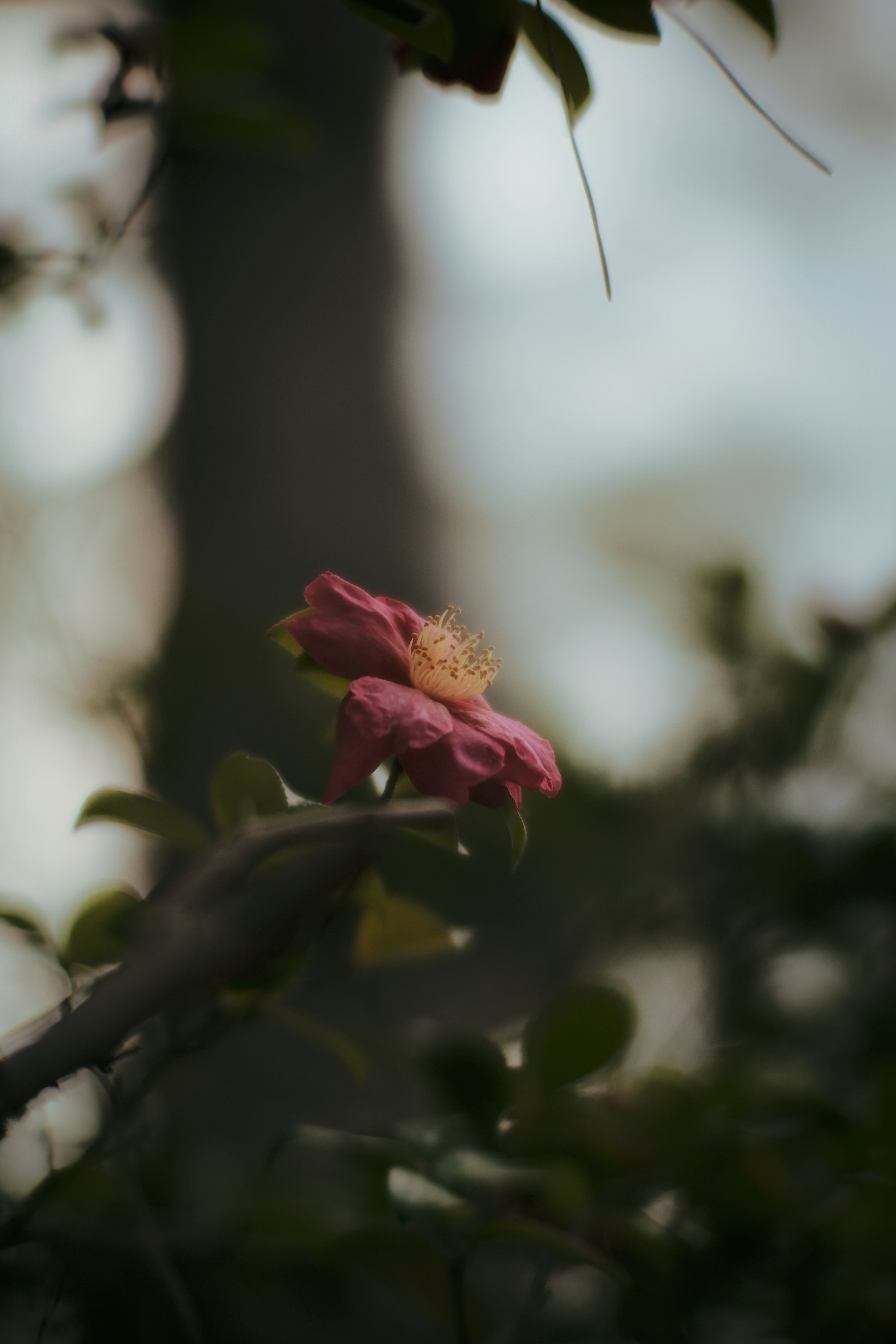 a pink flower is blooming on a tree branch