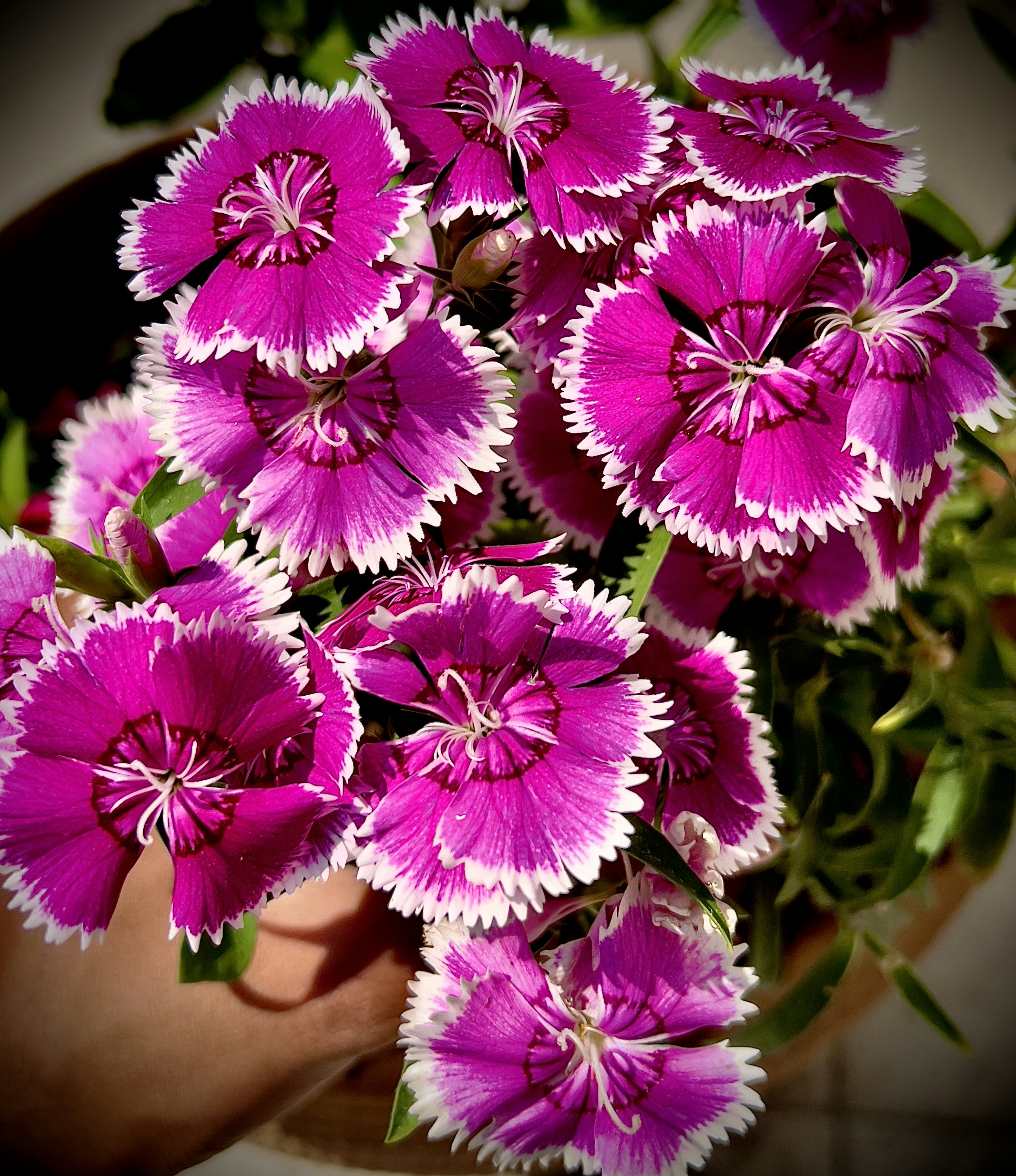Fringed Magenta Petunias: A Sunlit Cluster of Electric Edges