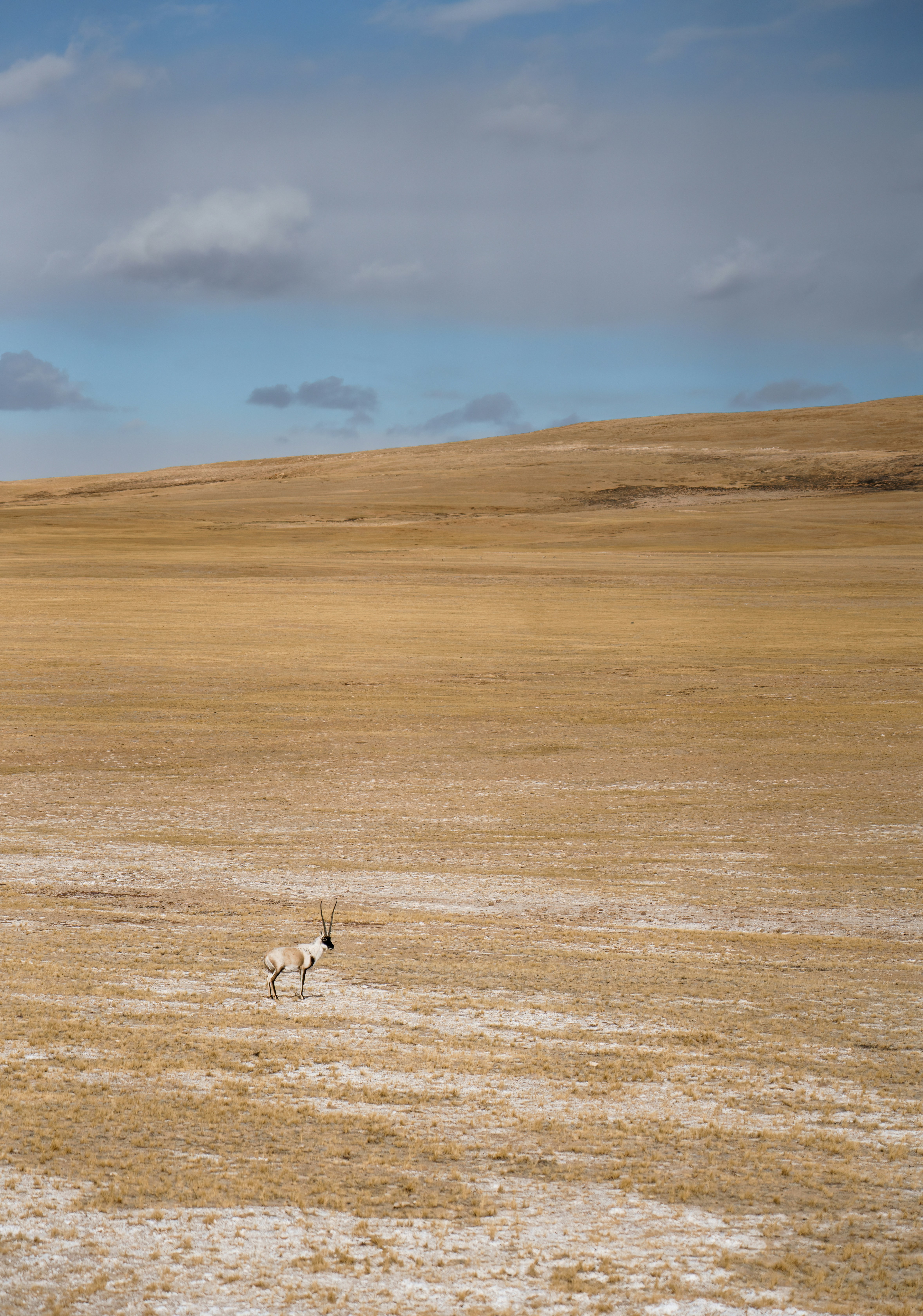 Two antelope running across a dry plain photo – Free Tibet Image on ...