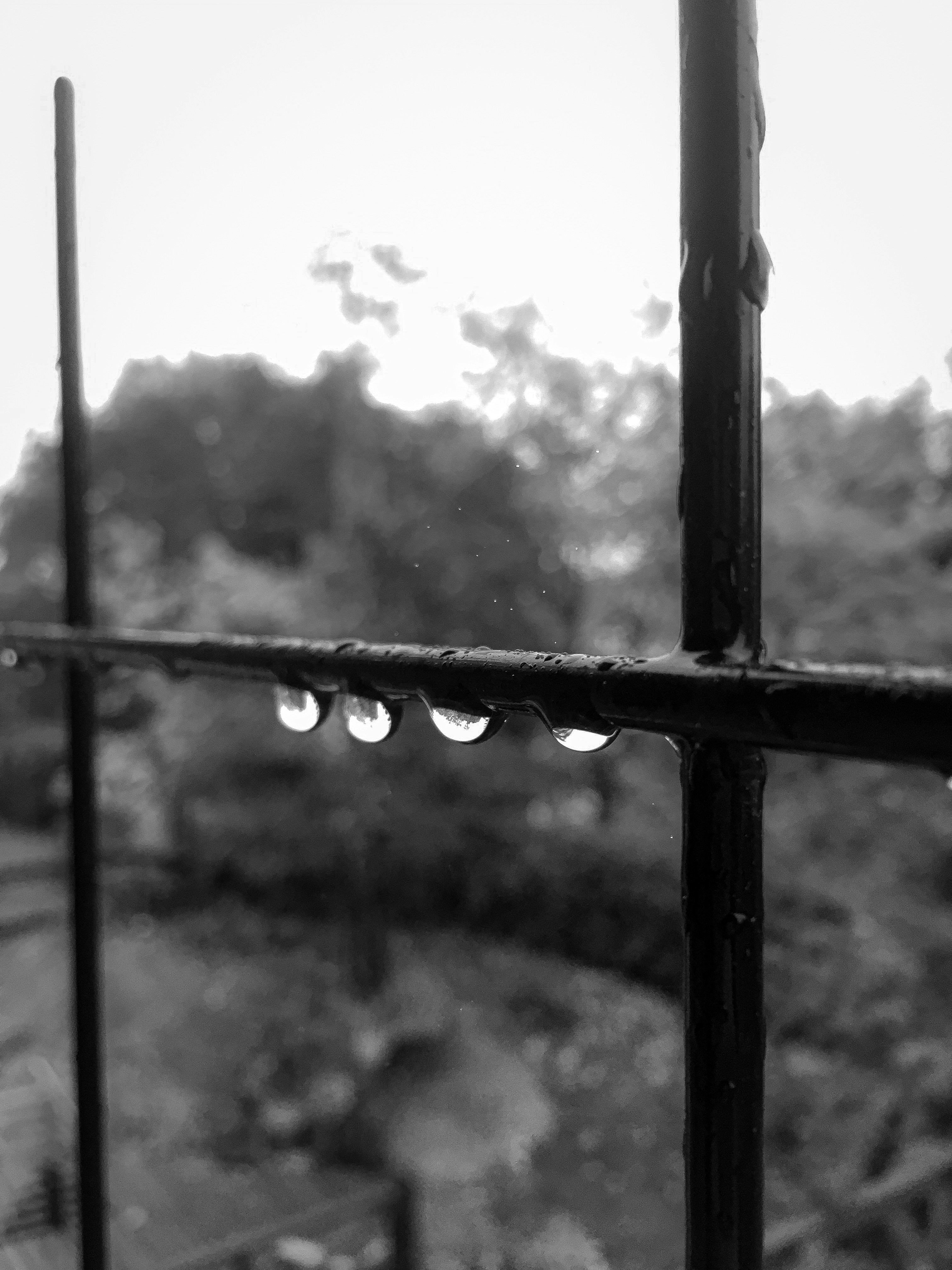 Liquid Pearls on a Rain-Washed Iron Rail