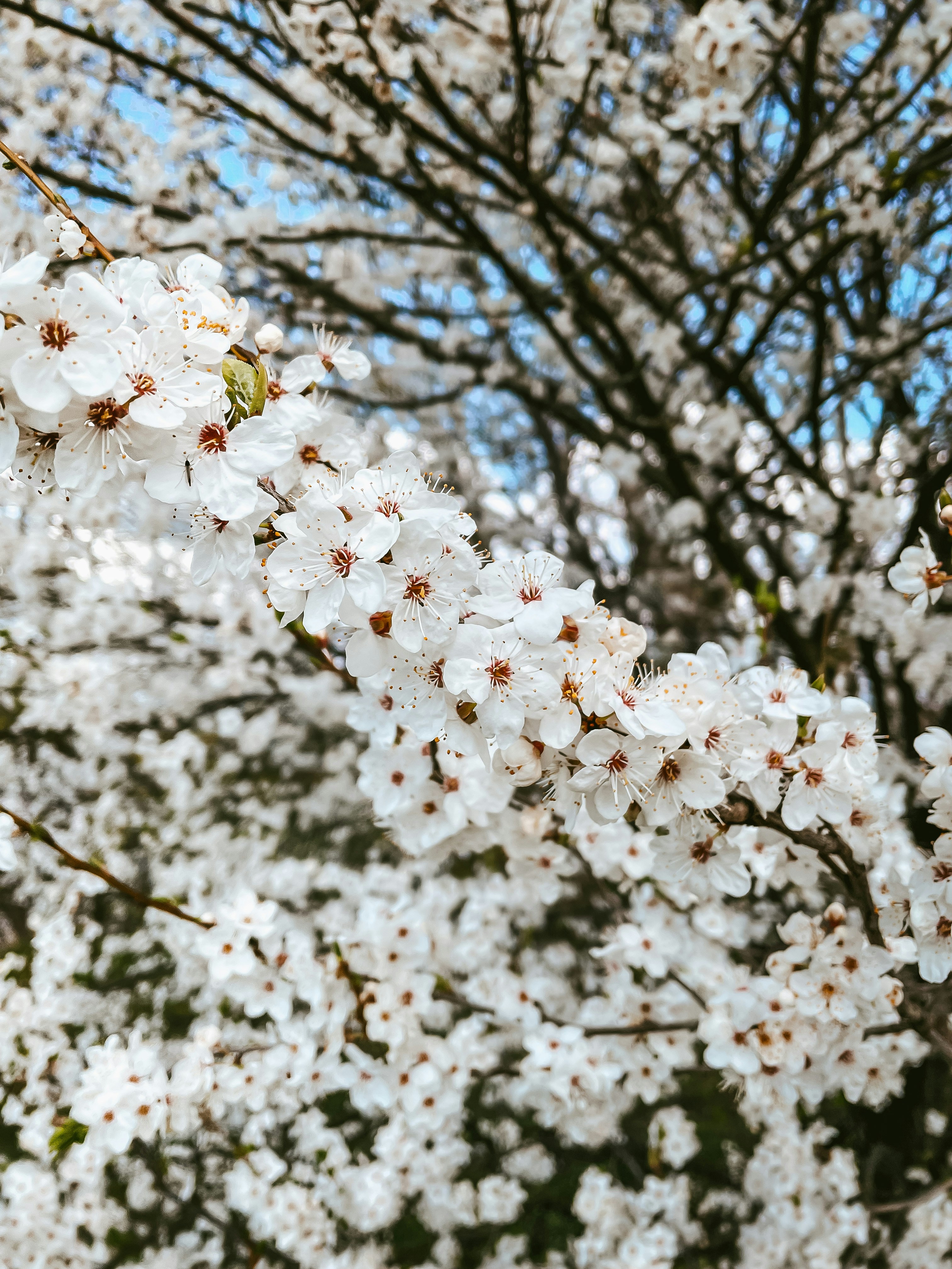 Blossom Cascade: A Close-Up of White-Cherry Blooms Against Sky