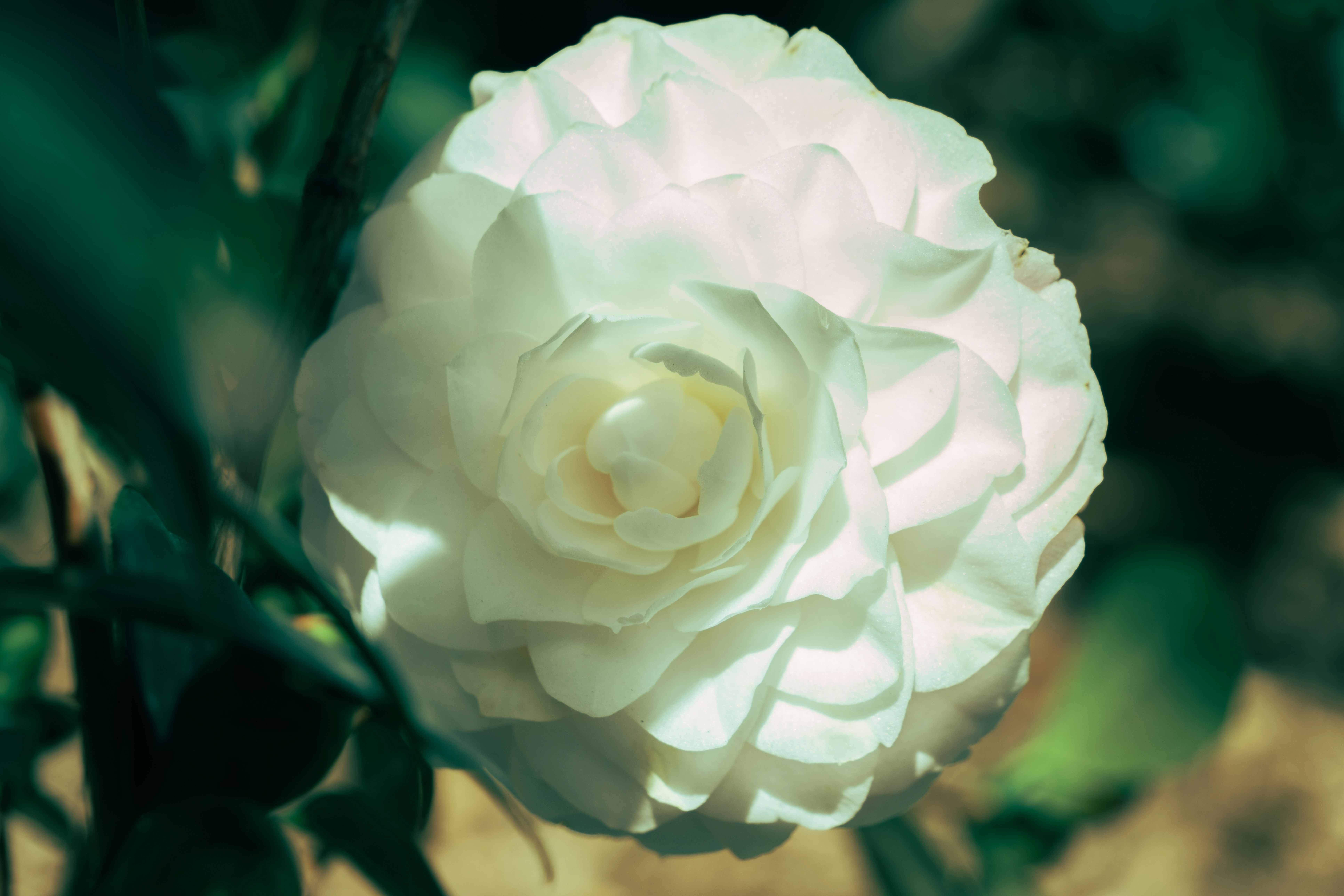 Ivory Rosette in Morning Light