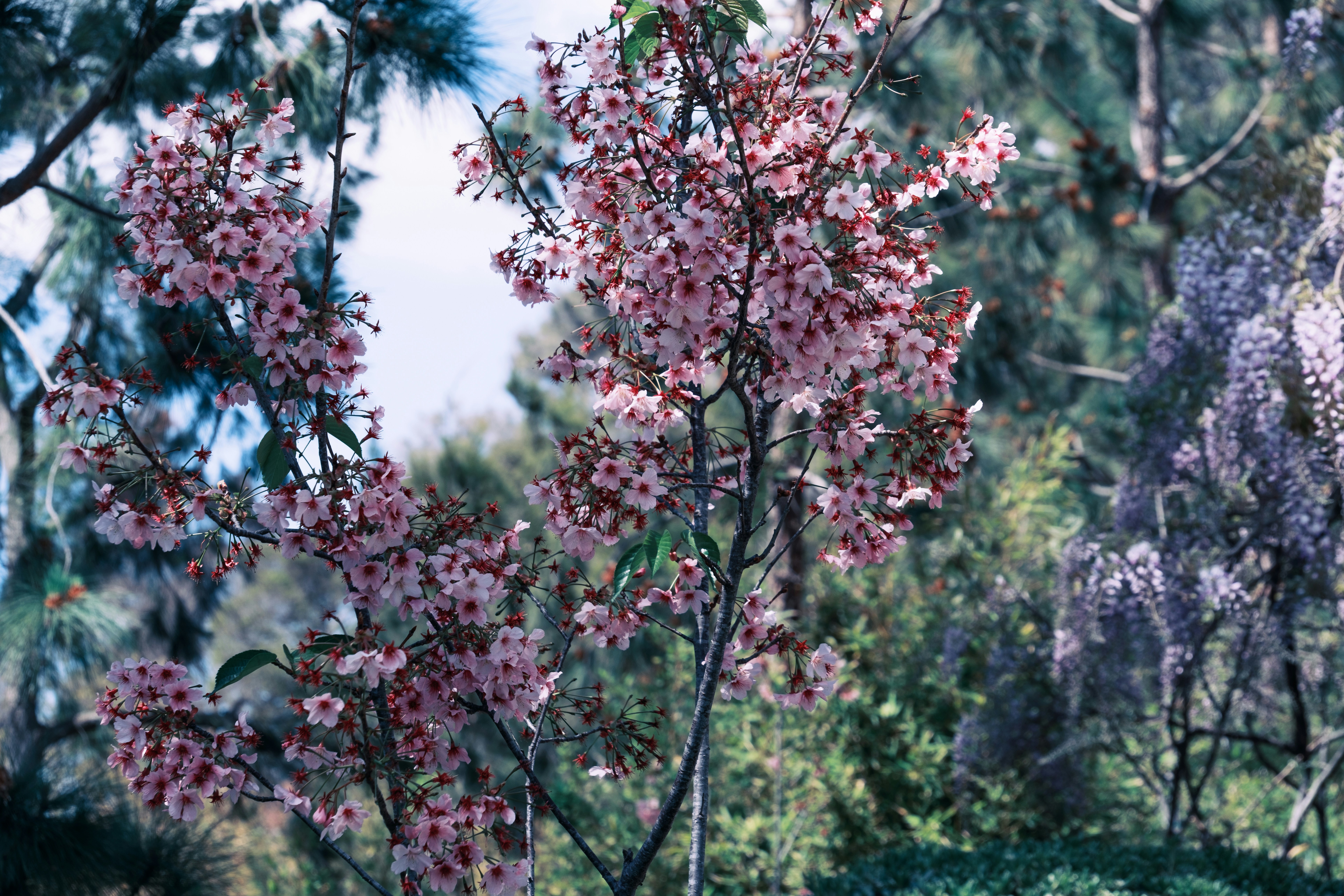 a tree with lots of pink flowers on it