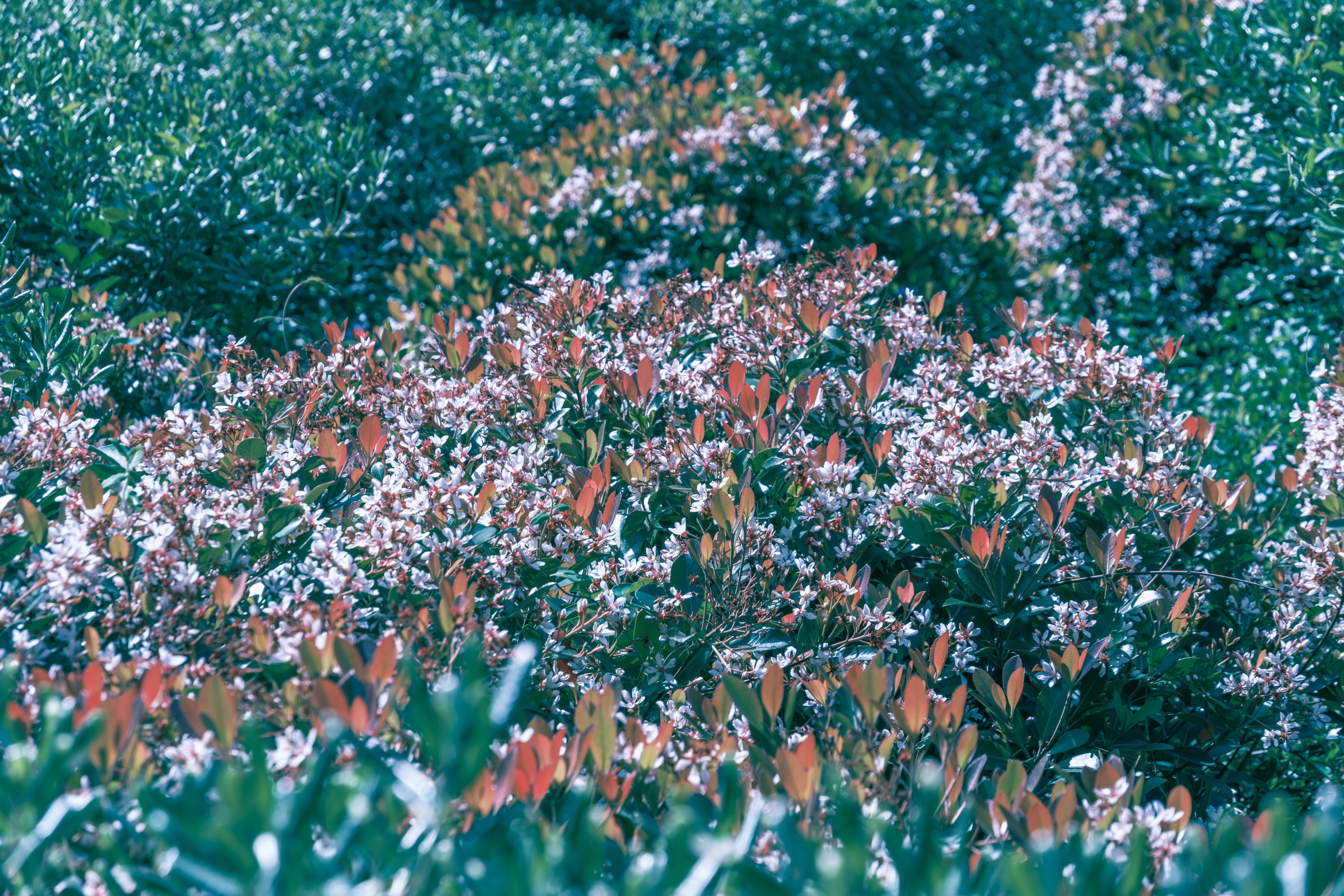 a bunch of flowers that are in the grass