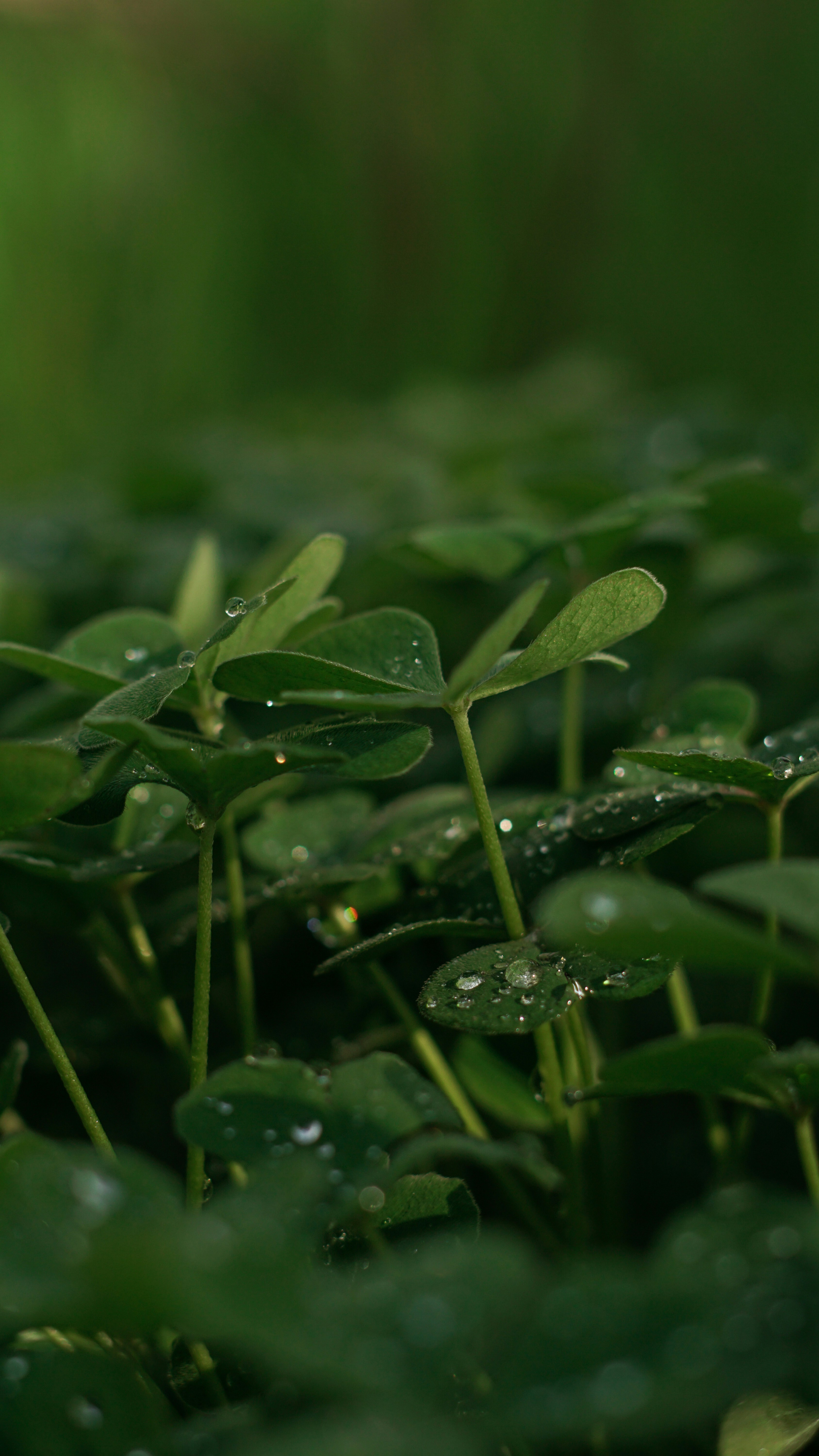Dew-Lit Foliage: A Macro Portrait of Green Leaves and Tiny Droplets
