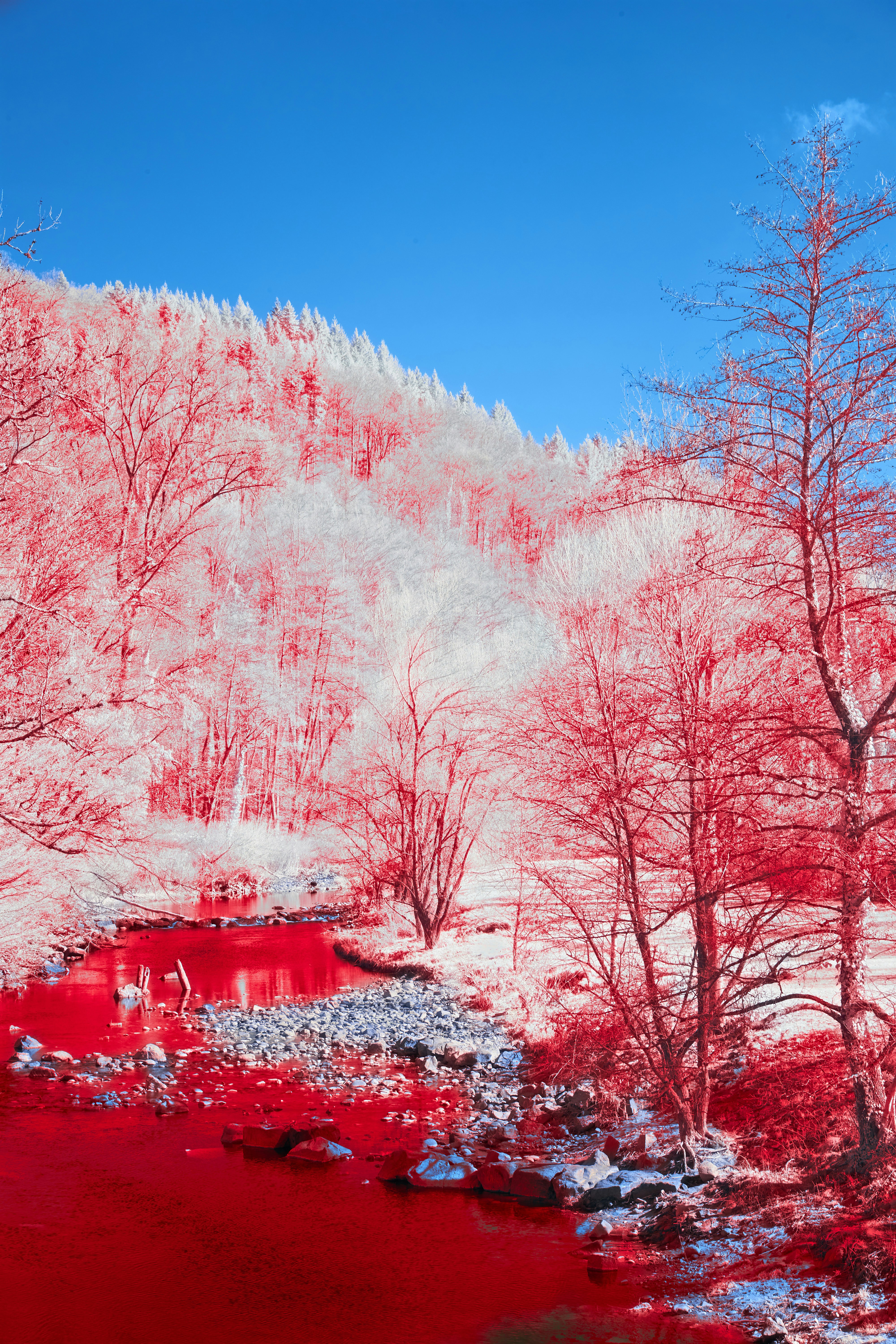 Infrared image of trees and water in the snow photo – Free Autumn Image ...