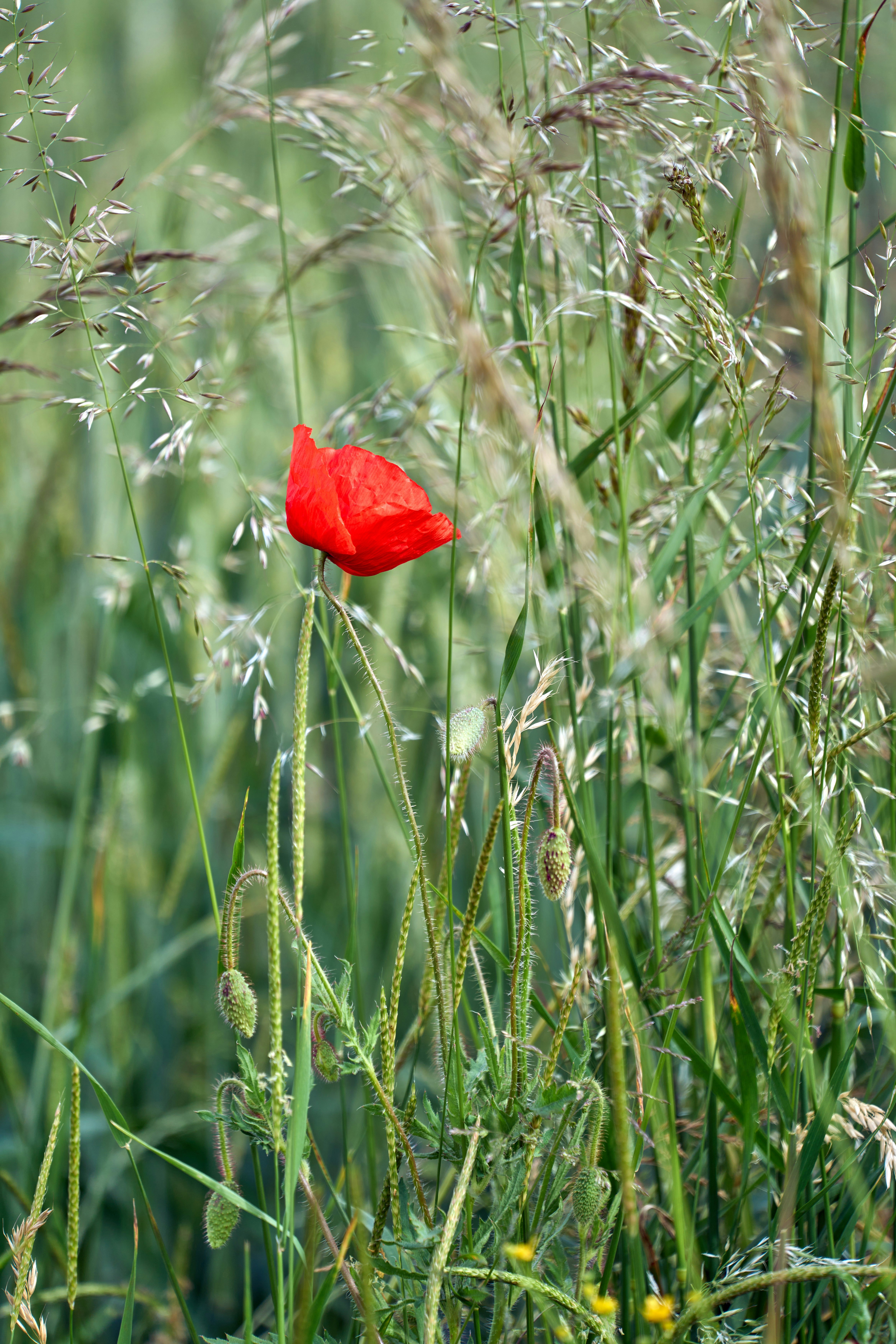 A single red flower in a field of tall grass photo – Free Flower Image ...