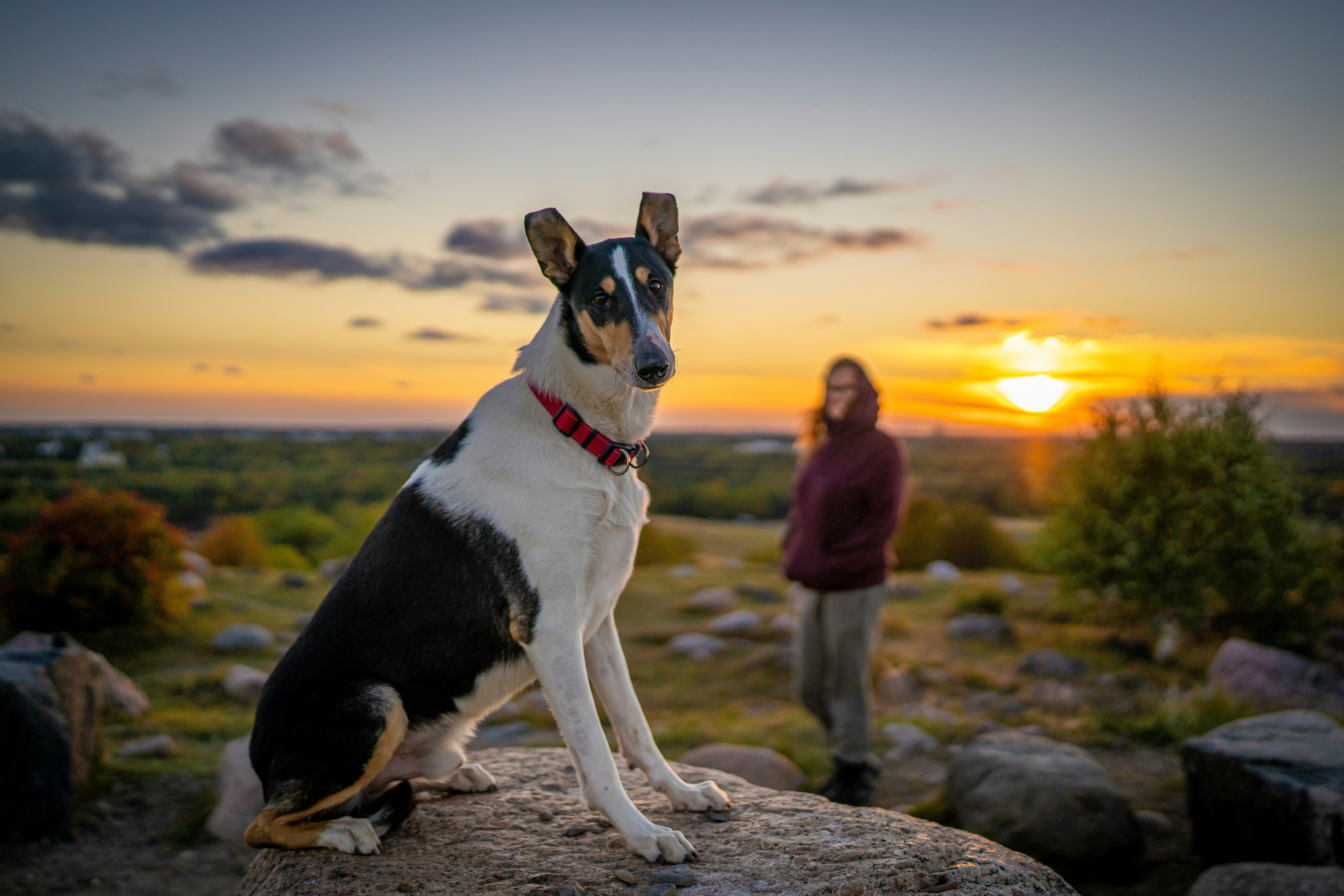 A dog perched on a rock, gazing into the distance as the sun sets, with a person blurred in the background. The scene captures a serene moment in nature.