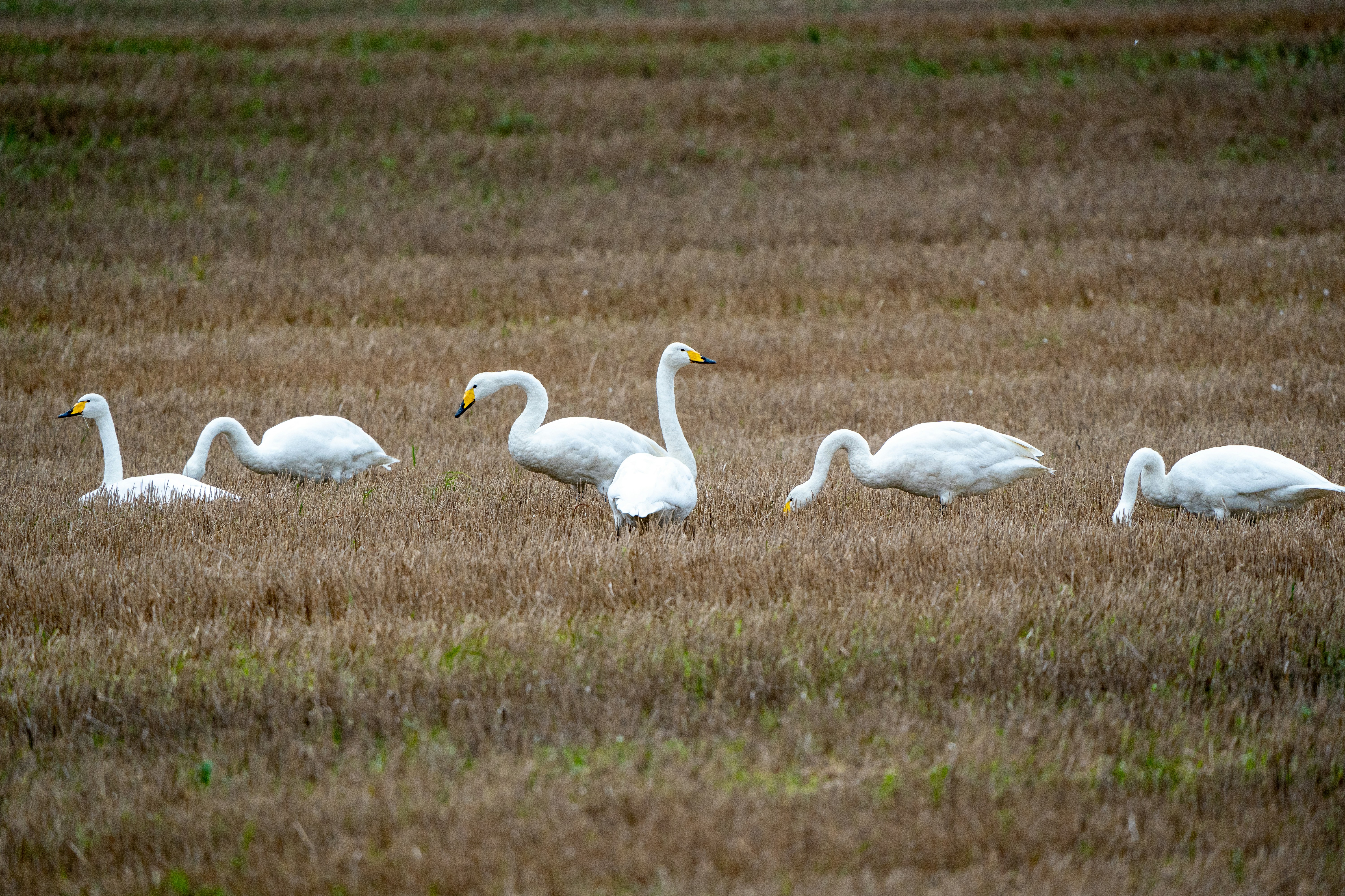 Swans on field