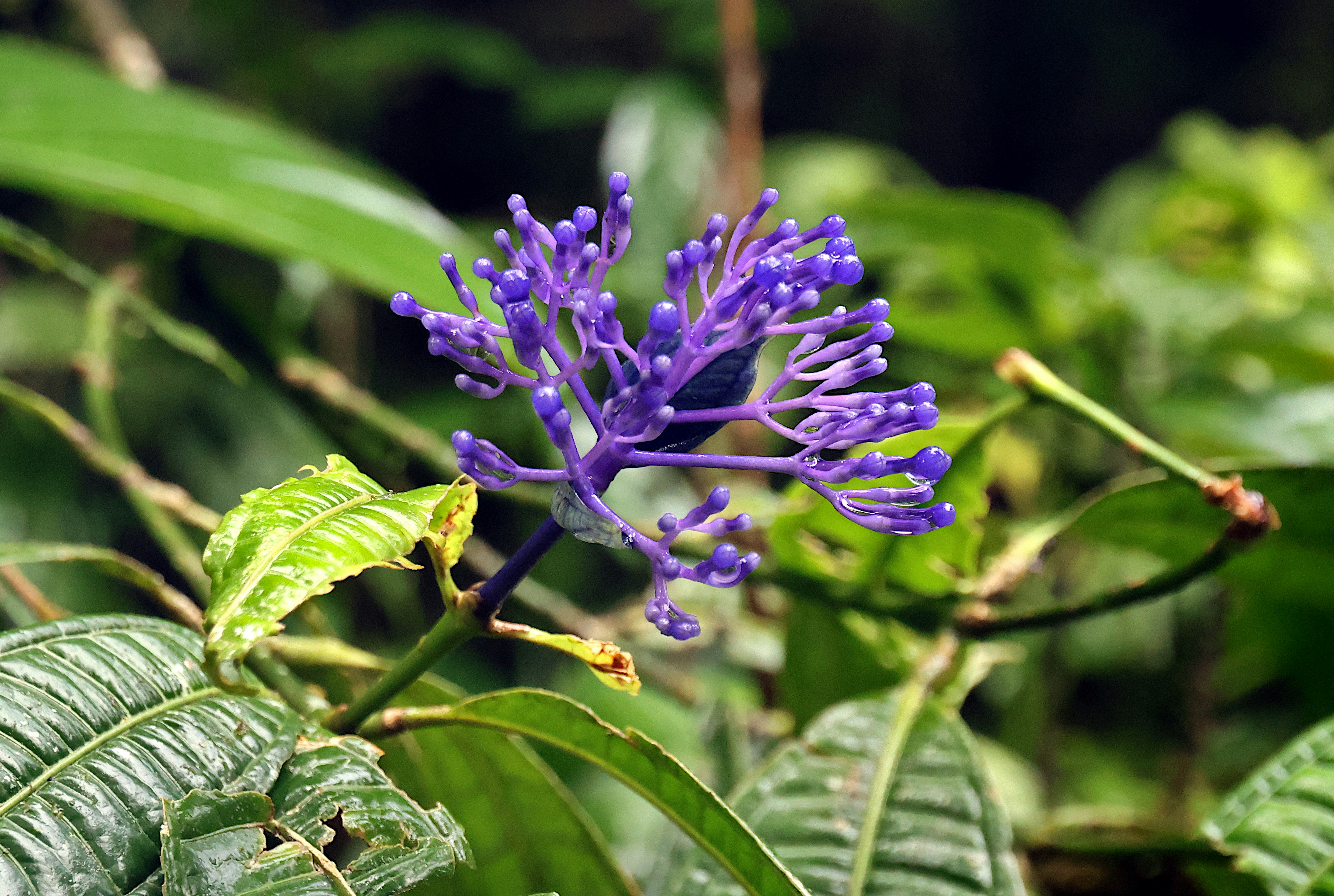 In the area of Bijagua de Upala, Costa Rica, Feb 2023