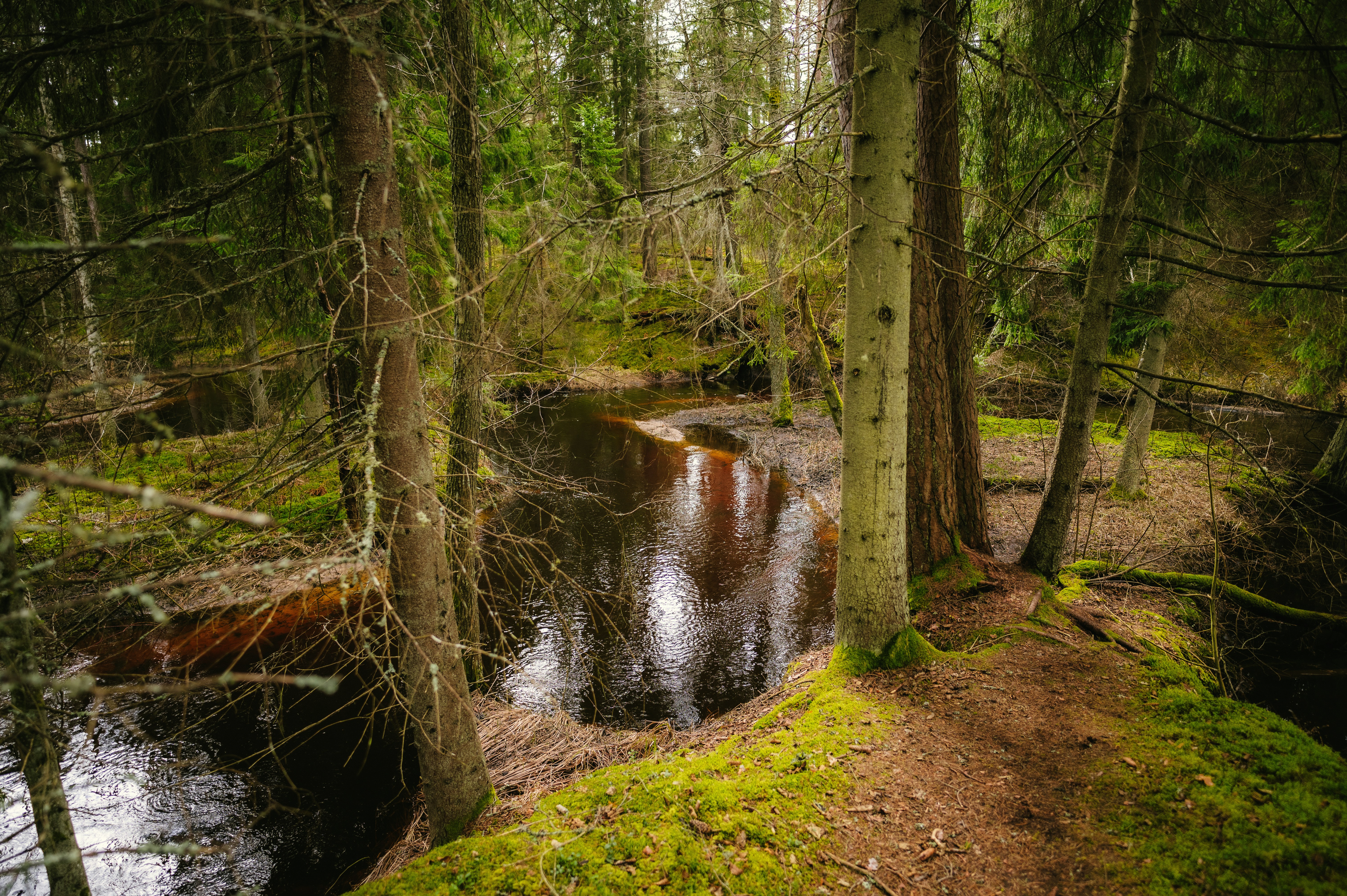 Un ruisseau qui traverse une forêt verdoyante photo – Photo Lettonie ...