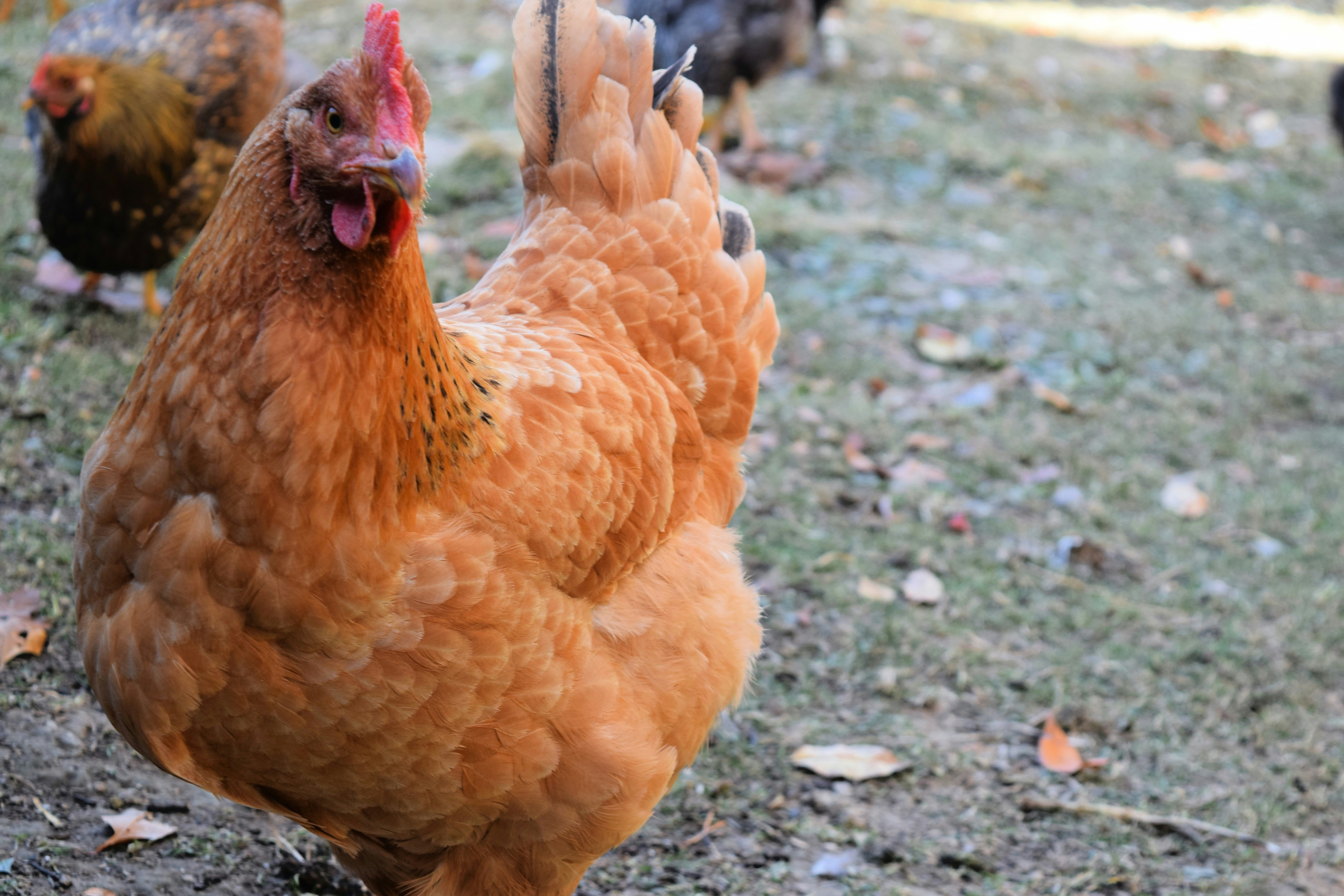 500+ Hen Pictures [HD] | Download Free Images on Unsplash