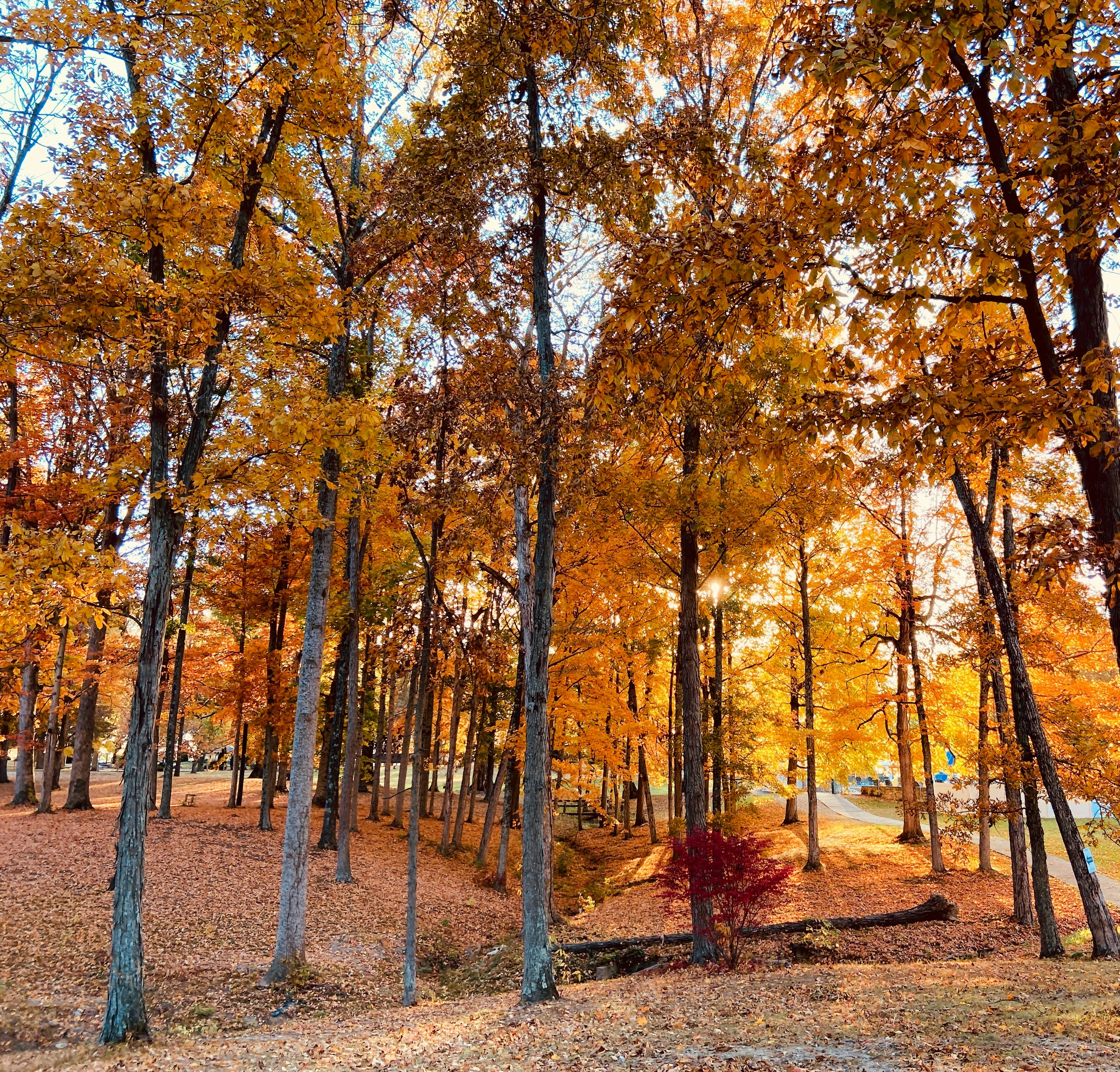 A forest filled with lots of trees covered in fall leaves photo – Free ...