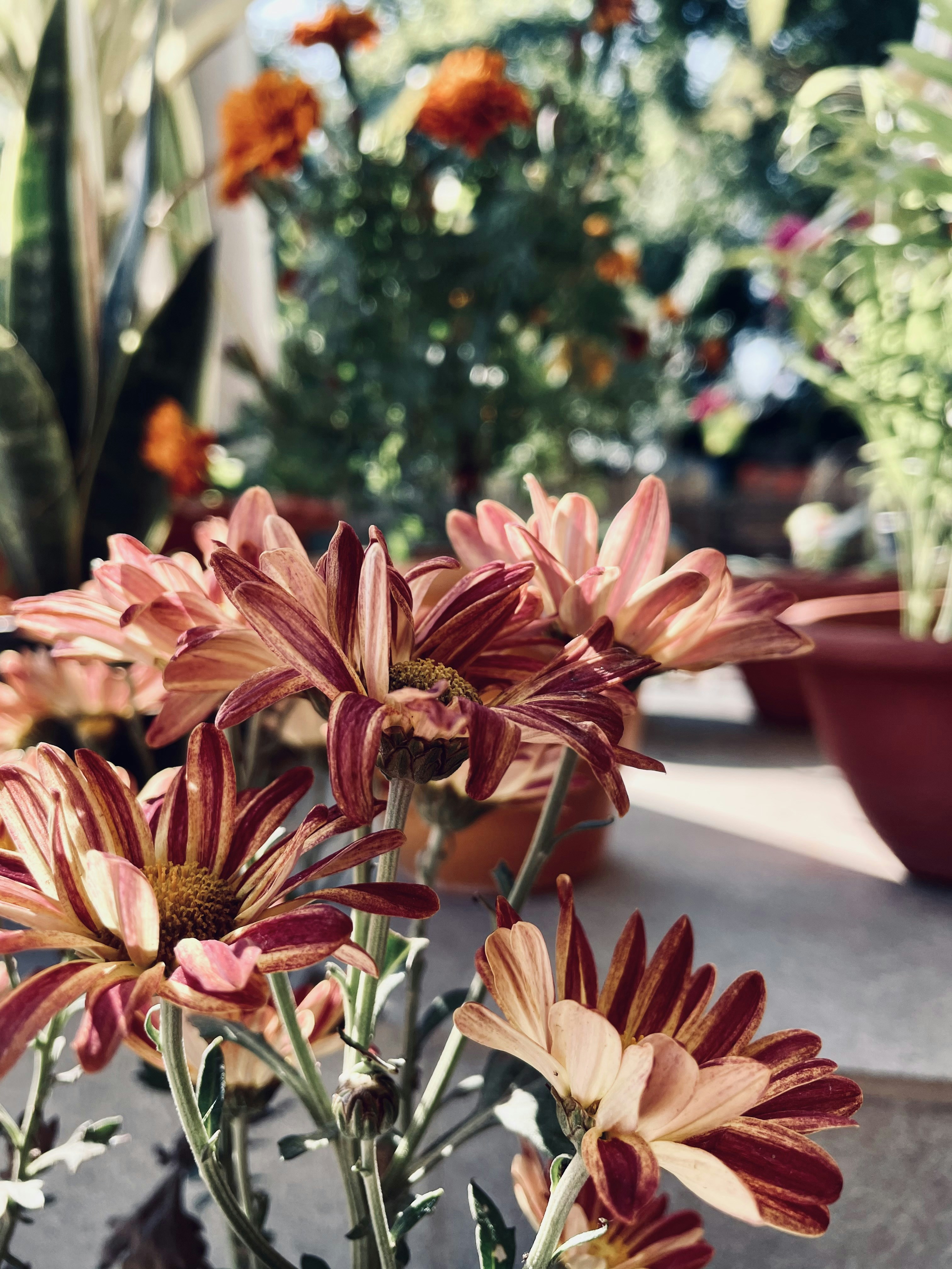 Sunlit Stripes: Close-Up of Striped Chrysanthemums in a Balcony Garden