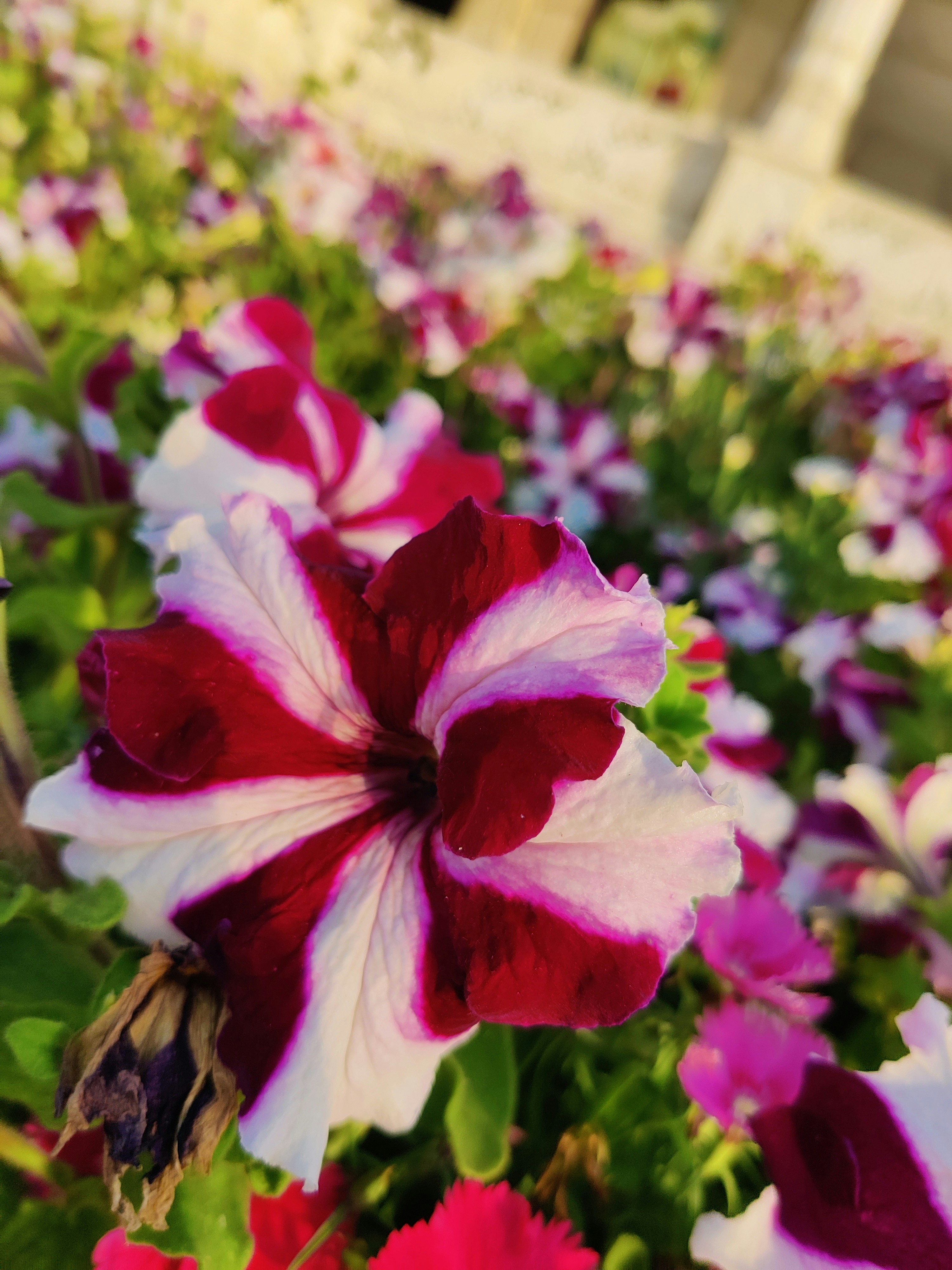 Close-up of a bi-colored petunia with crimson and white petals, set in a garden with blurred background blossoms.