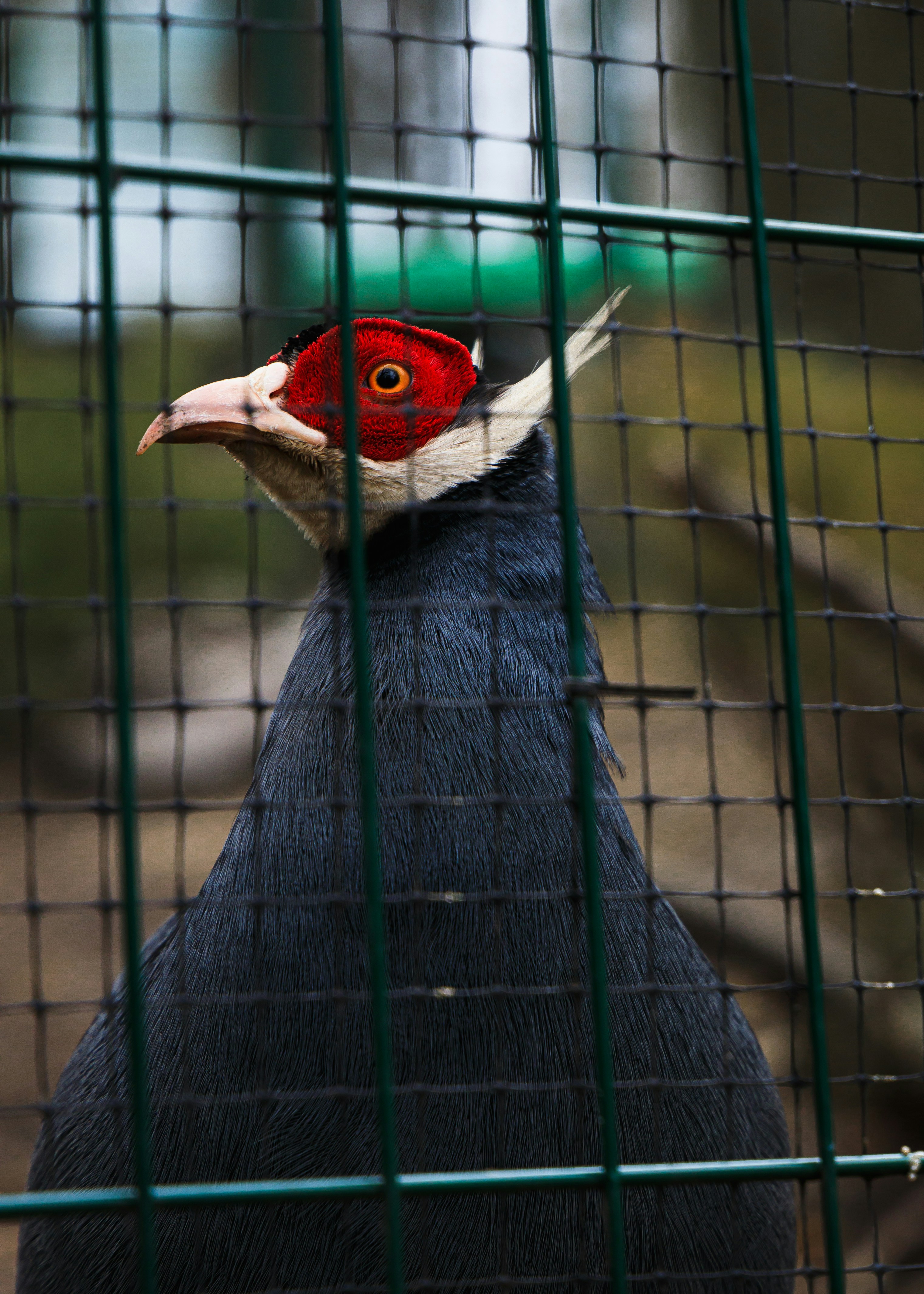 Crimson Mask Behind the Mesh: Close-Up Portrait of a Red-Faced Bird