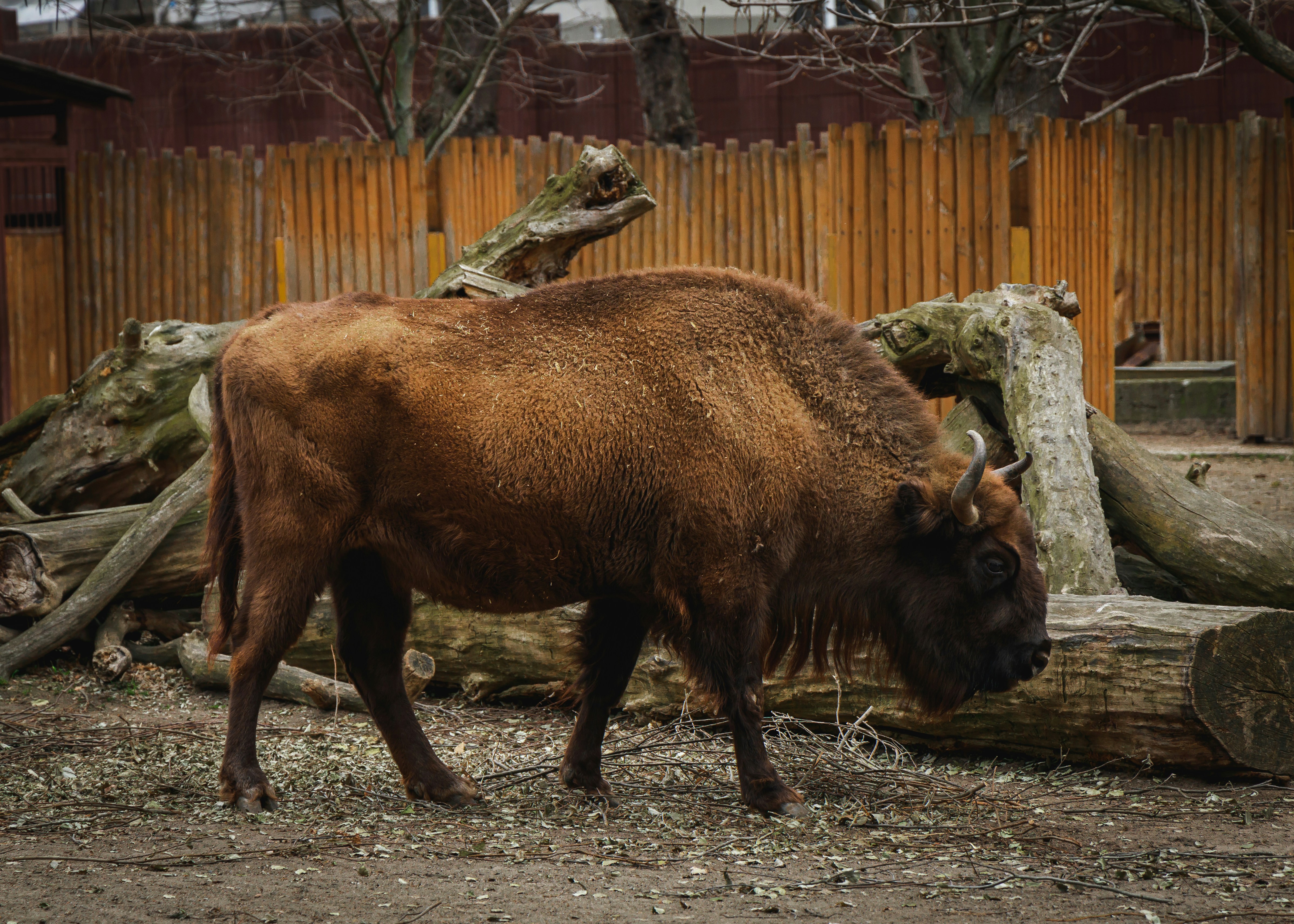 Bison Among Fallen Logs: A Quiet Stance in a Wood-Fenced Enclosure