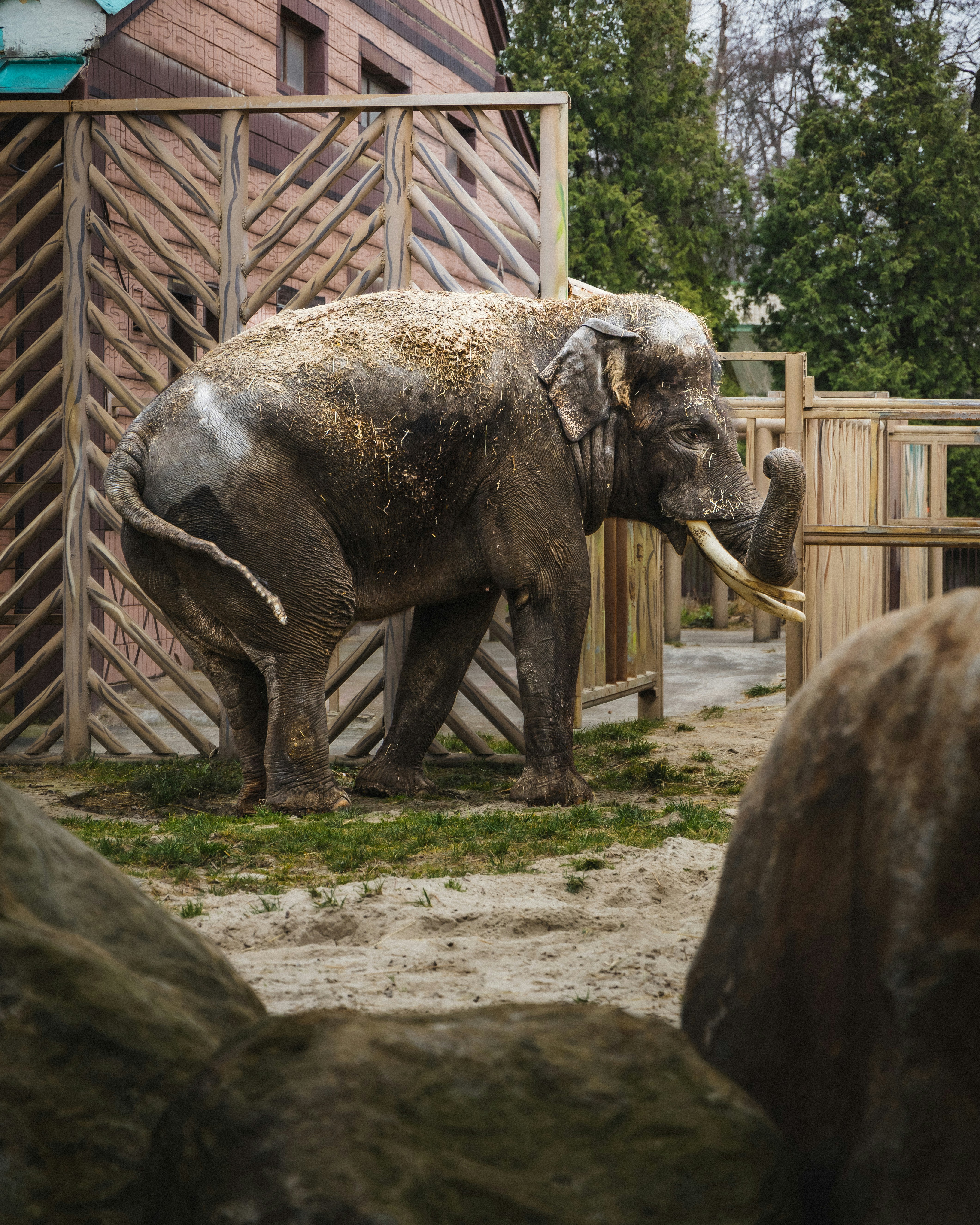 Mud-Splashed Gentle Giant at Enclosure Gate