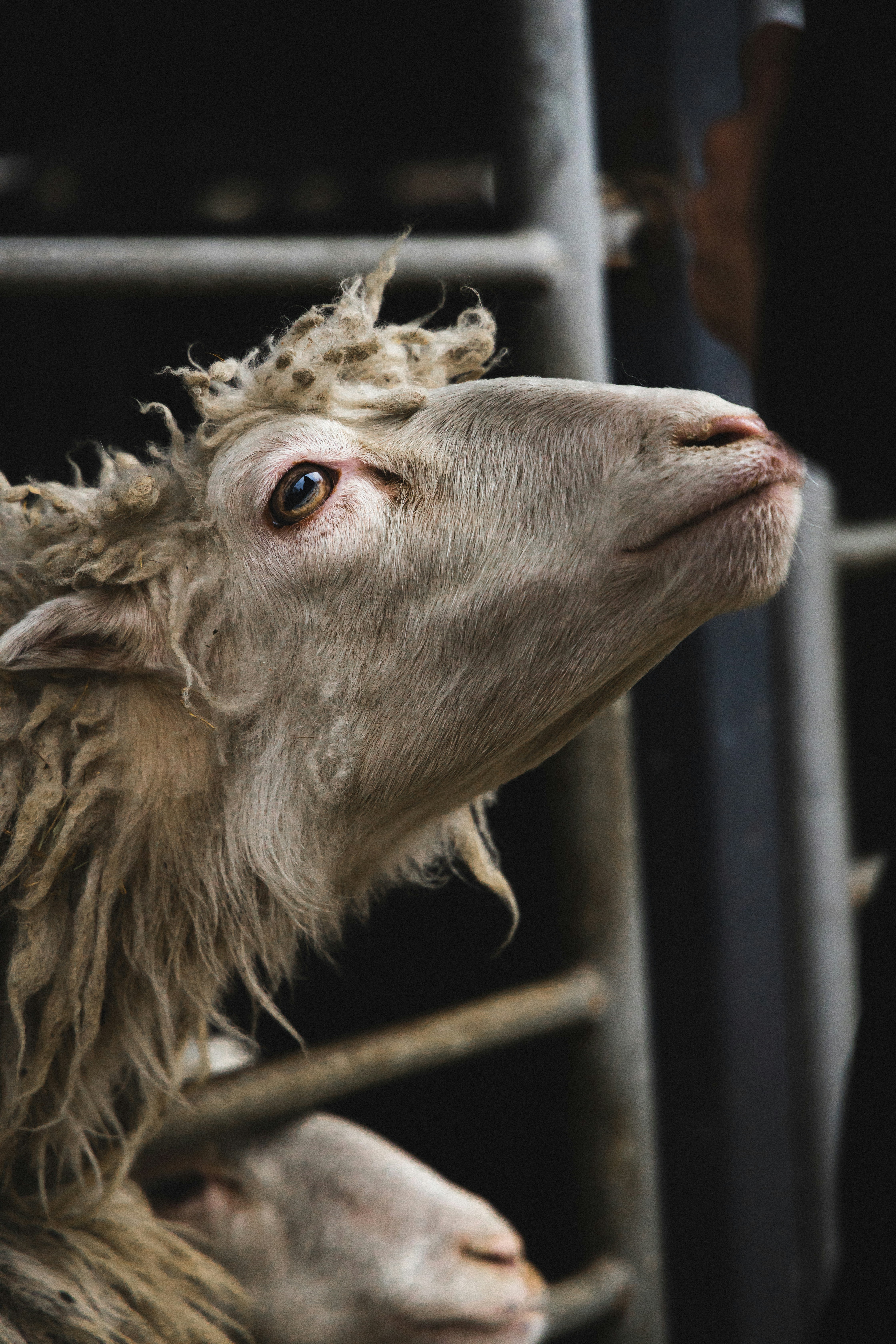 Lamb's Curious Gaze Between Dark Bars