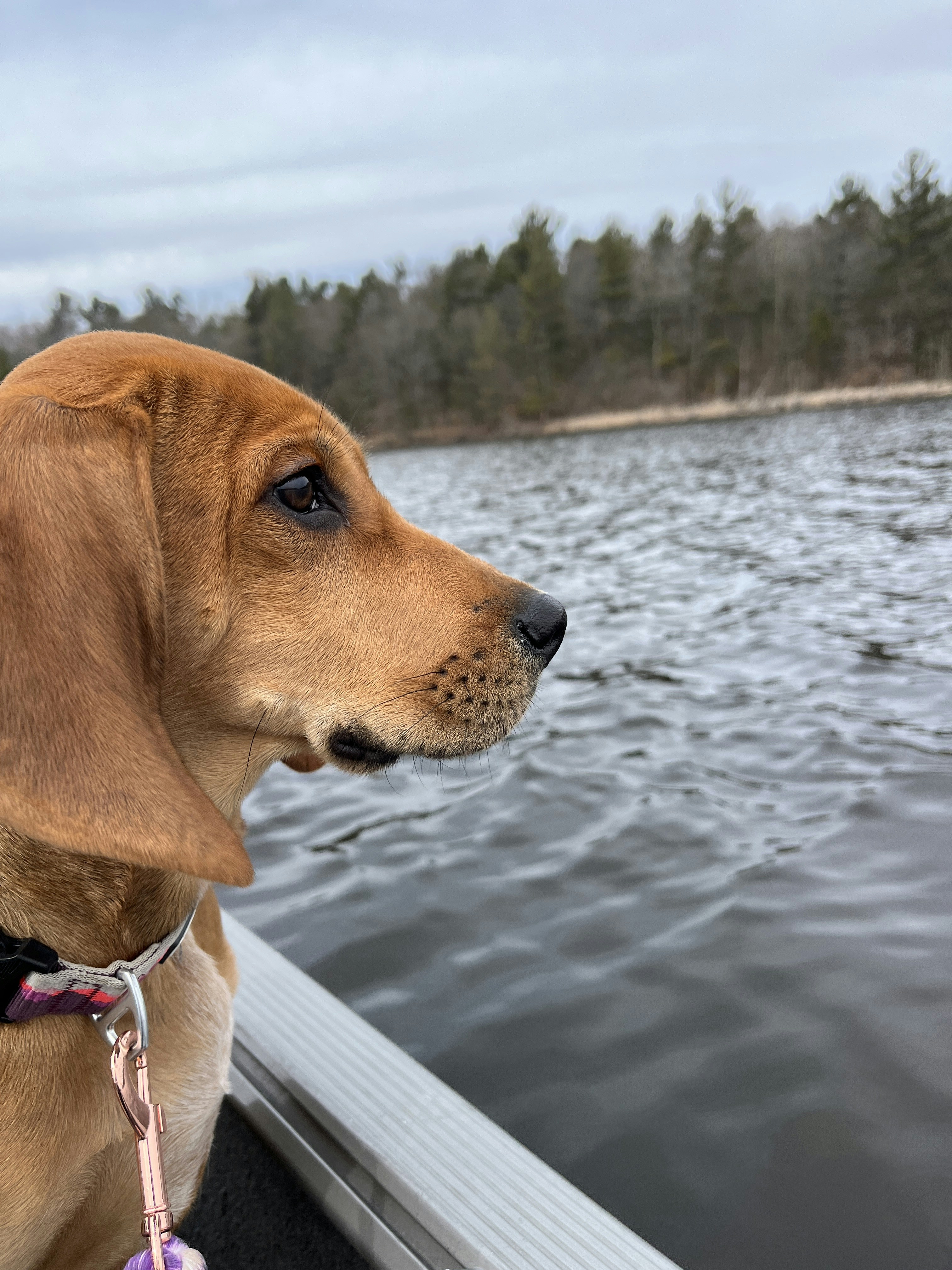 Bow-Watcher: Beagle's Quiet Gaze Over a Lake