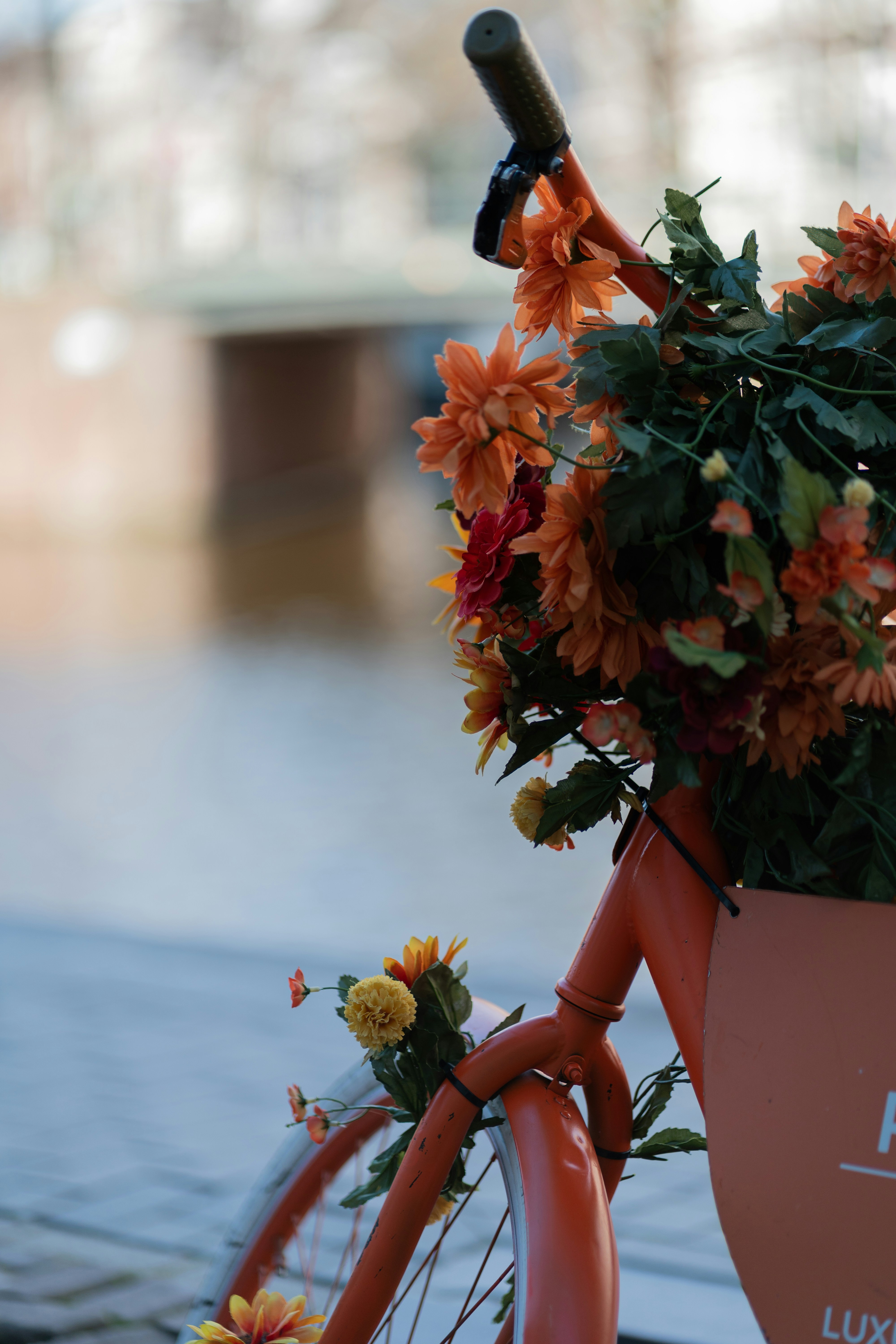 Bloom-Laden Bicycle by the Canal: Orange Blooms on a City Ride