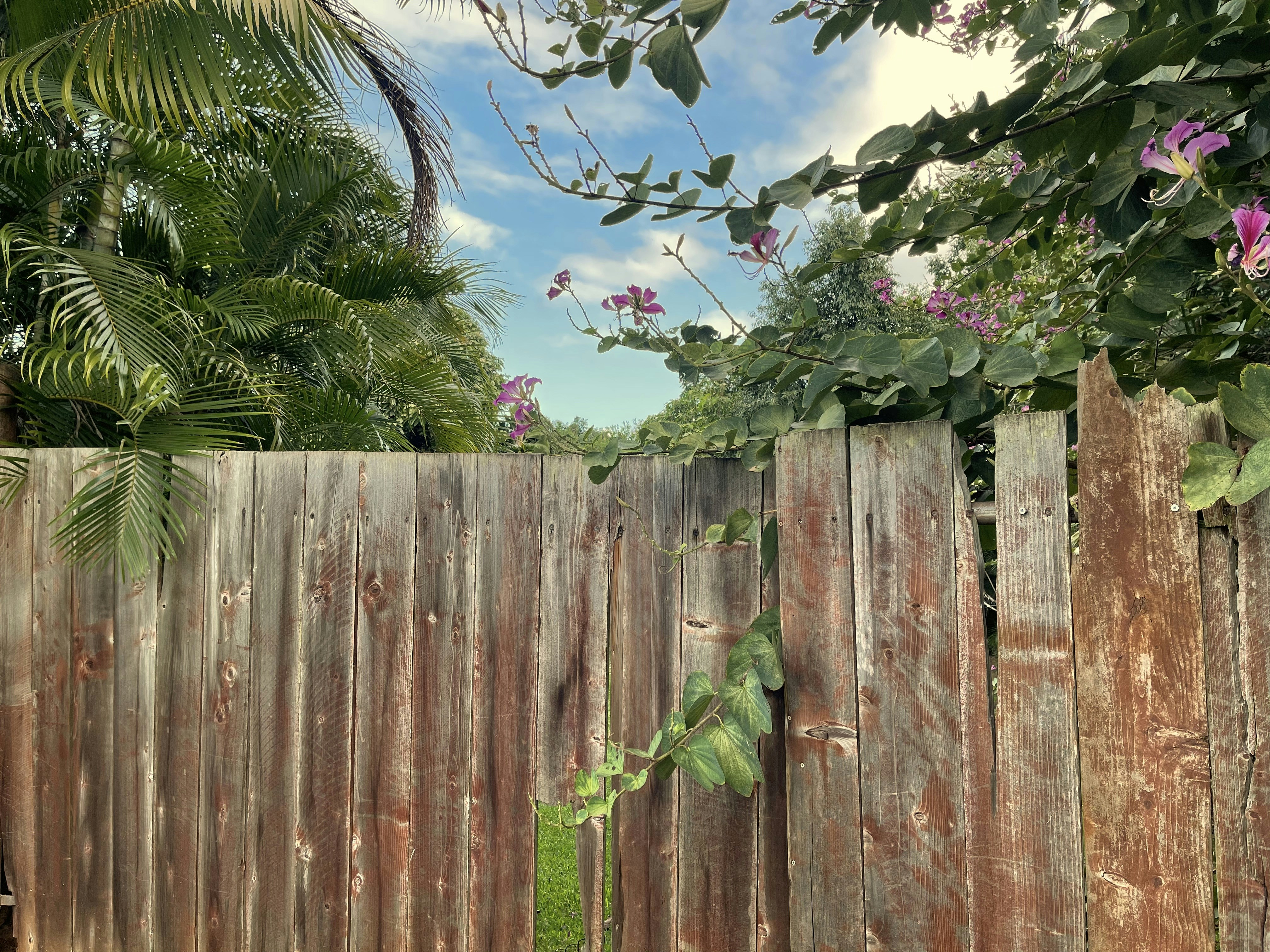 Old wooden fence with palm trees and flowering shrubs in Hawaii.