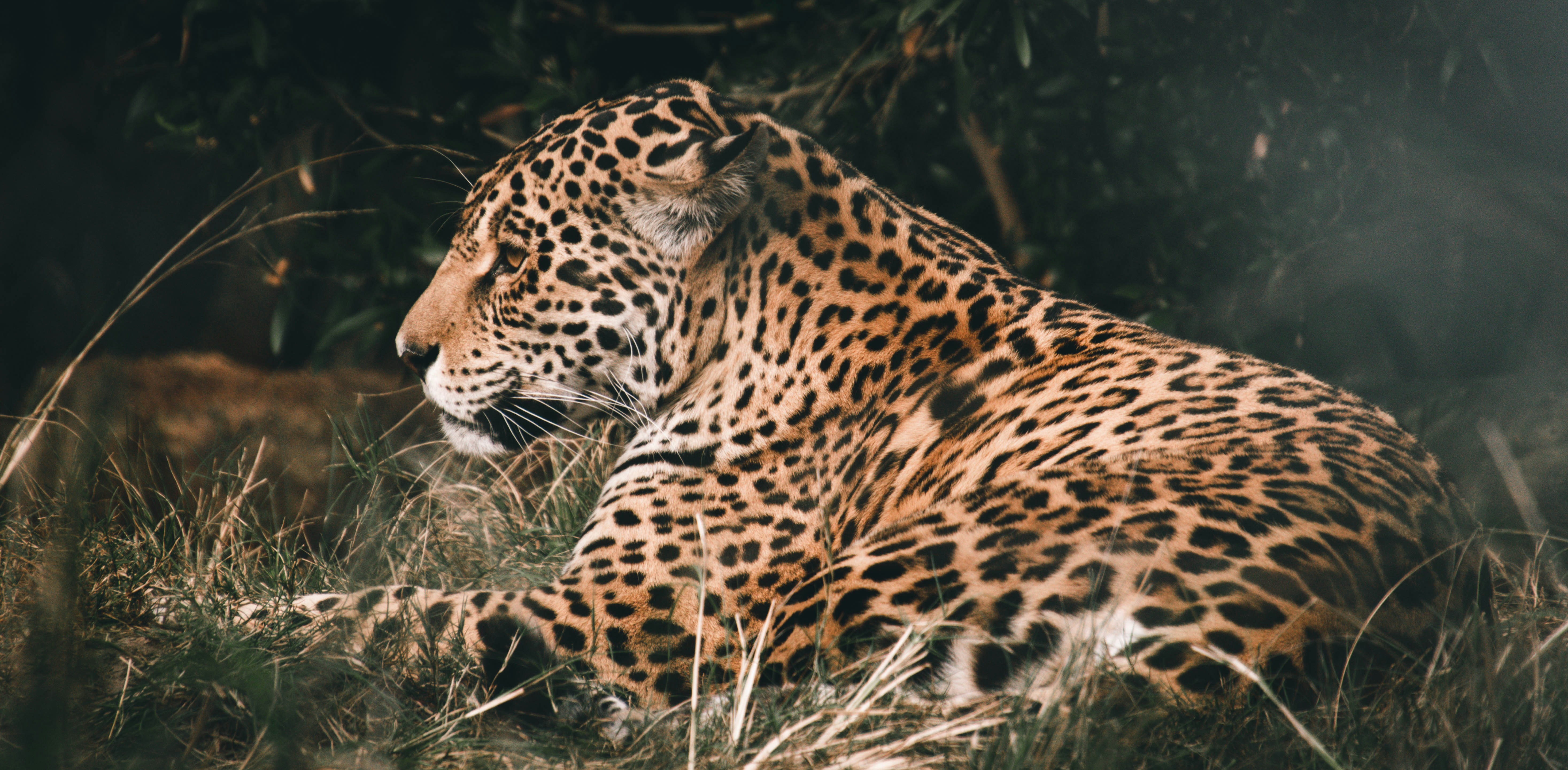 A large leopard laying down in the grass photo – Free Plettenberg bay ...