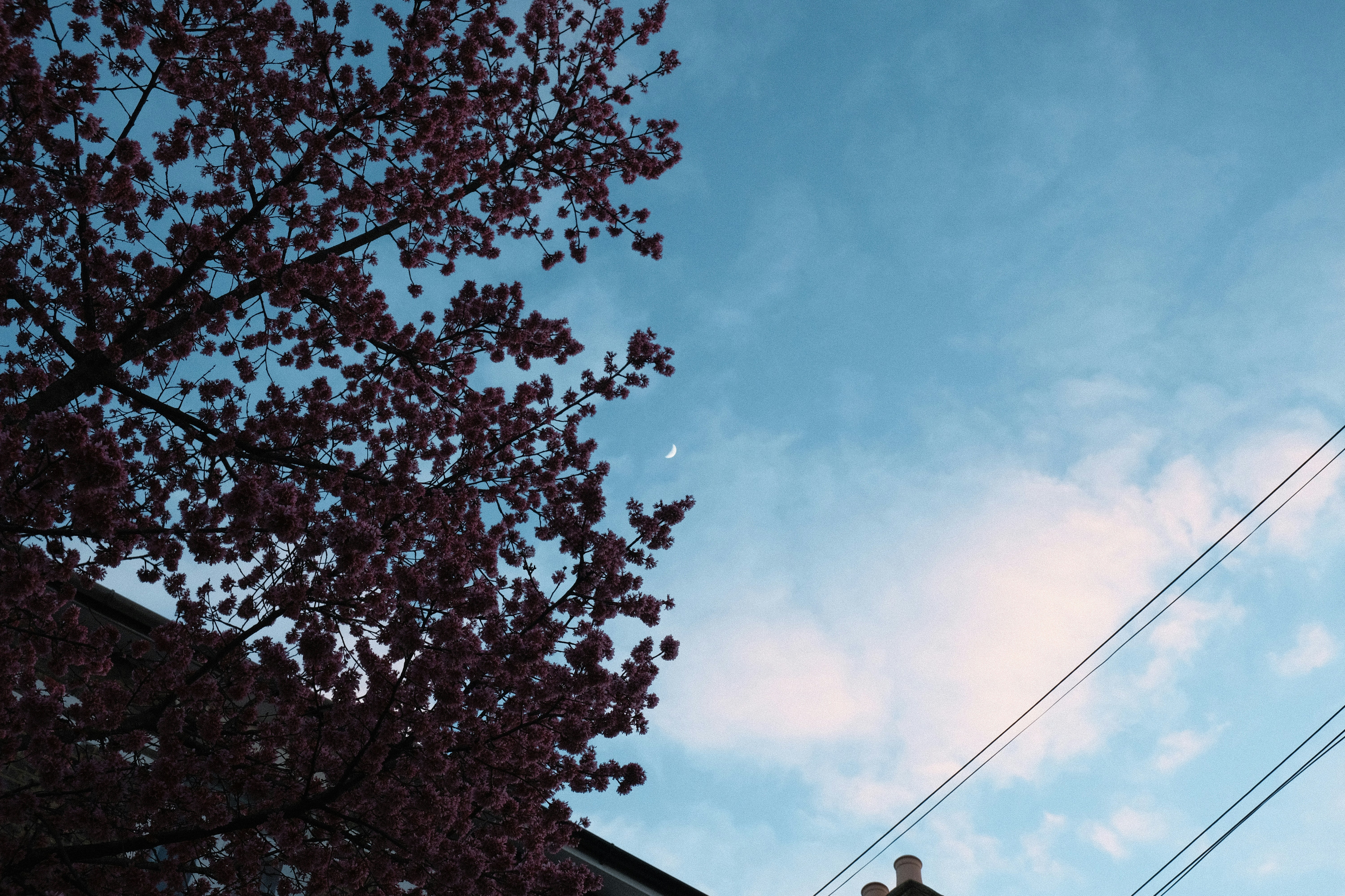 Cherry Blossom Framing the Sky: A Quiet Urban Moment