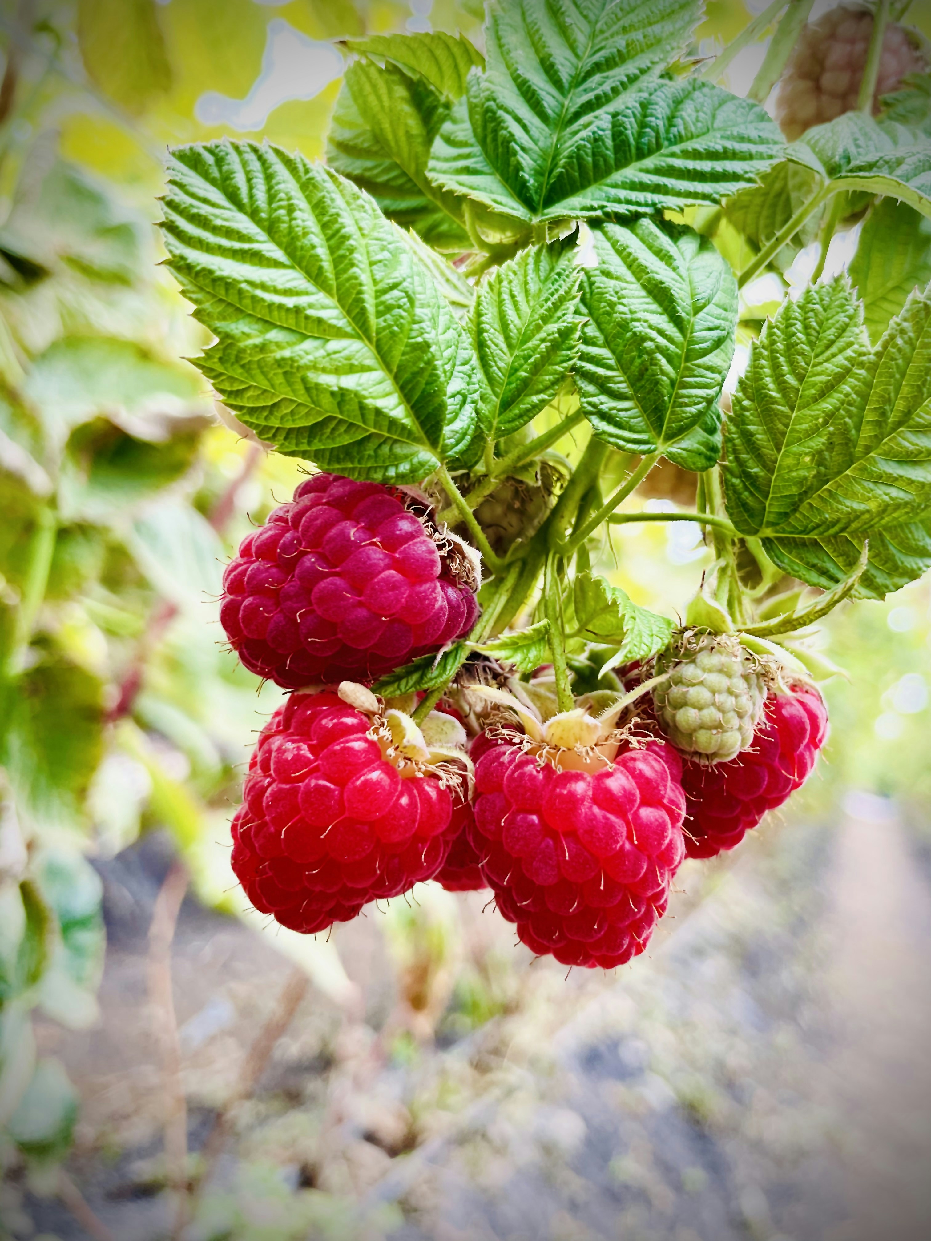 Www Raspberries Trees