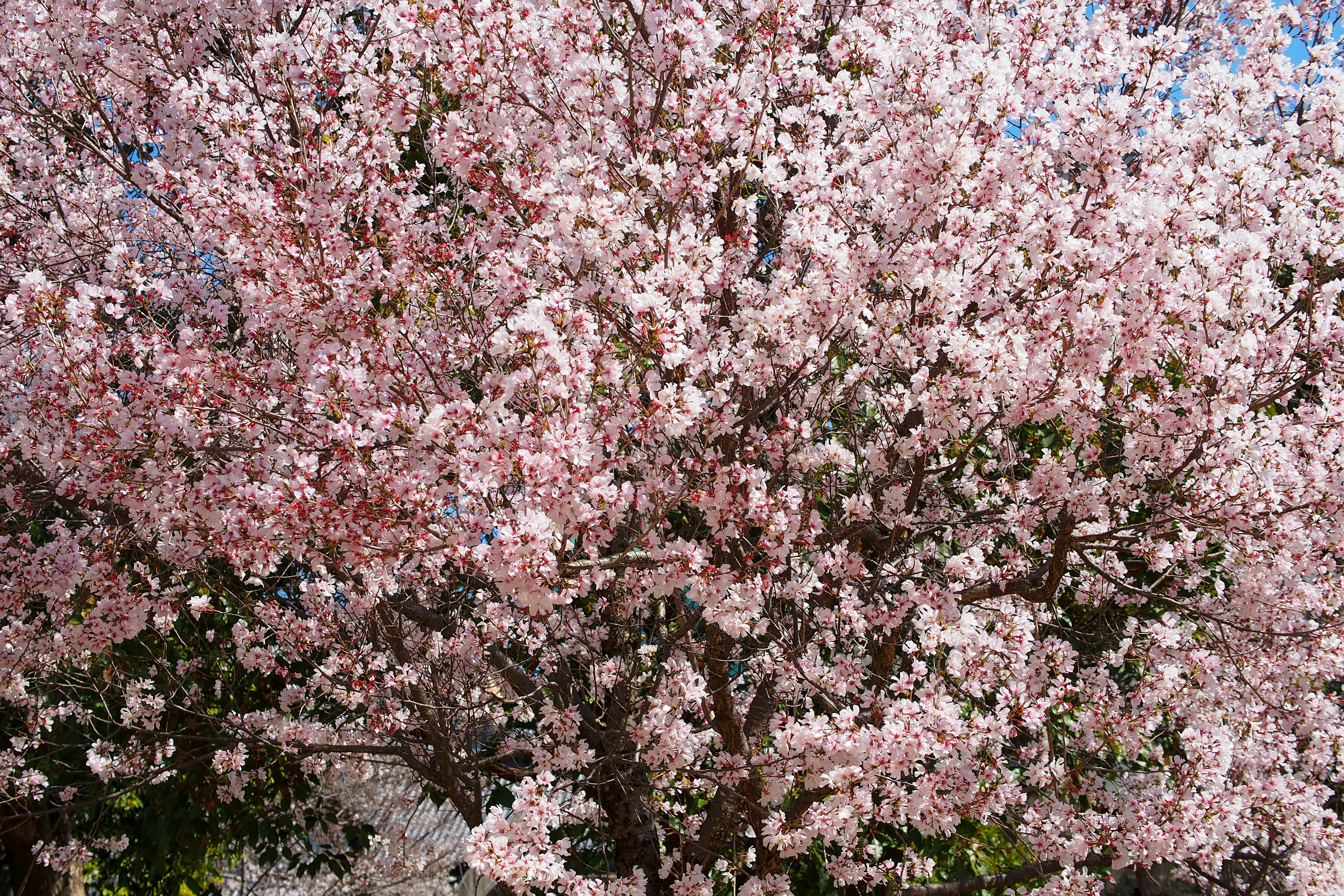 A vibrant display of cherry blossoms in full bloom, showcasing delicate pink petals against a clear blue sky.