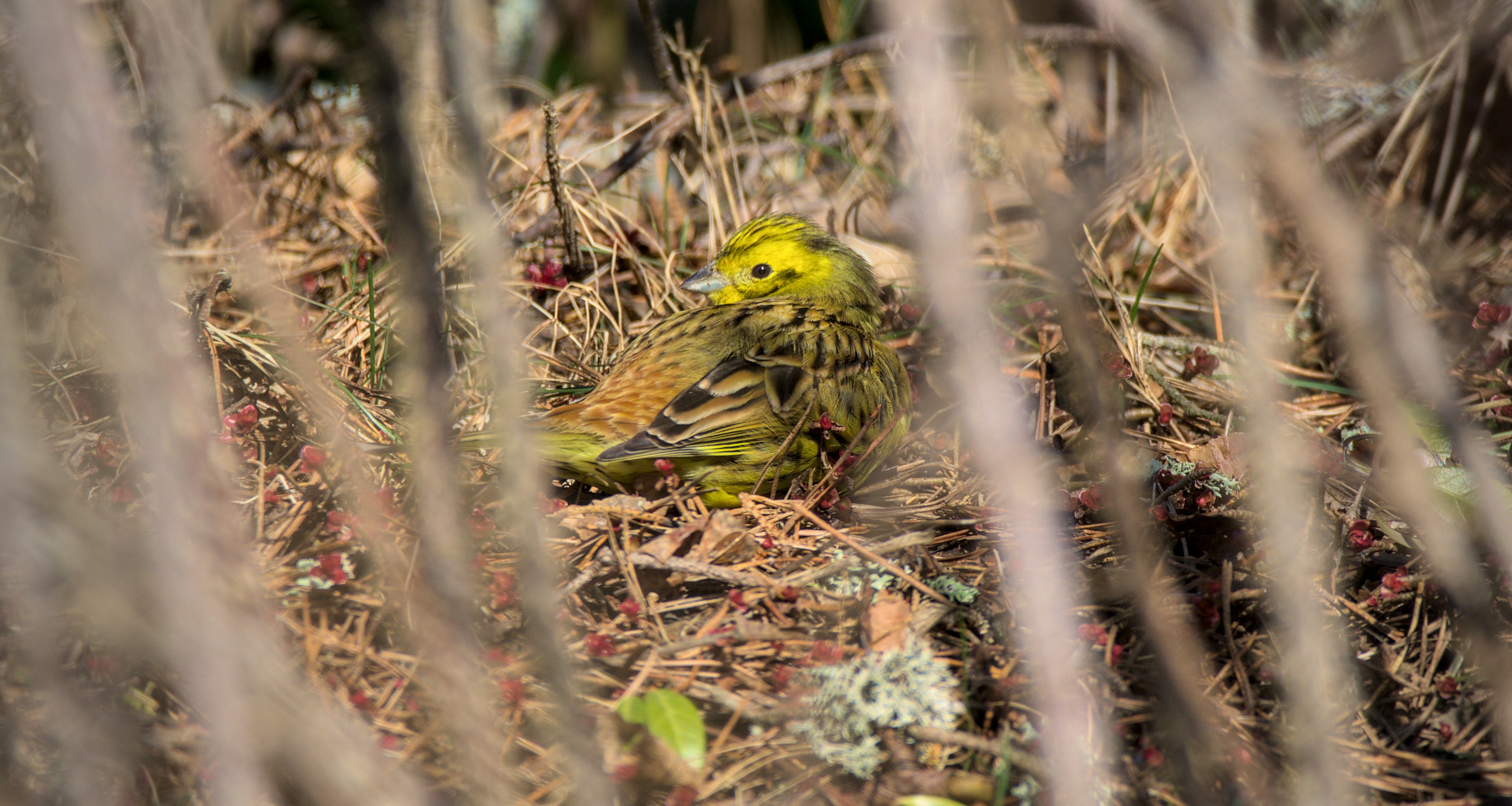 Yellowhammer Bird Looking Back