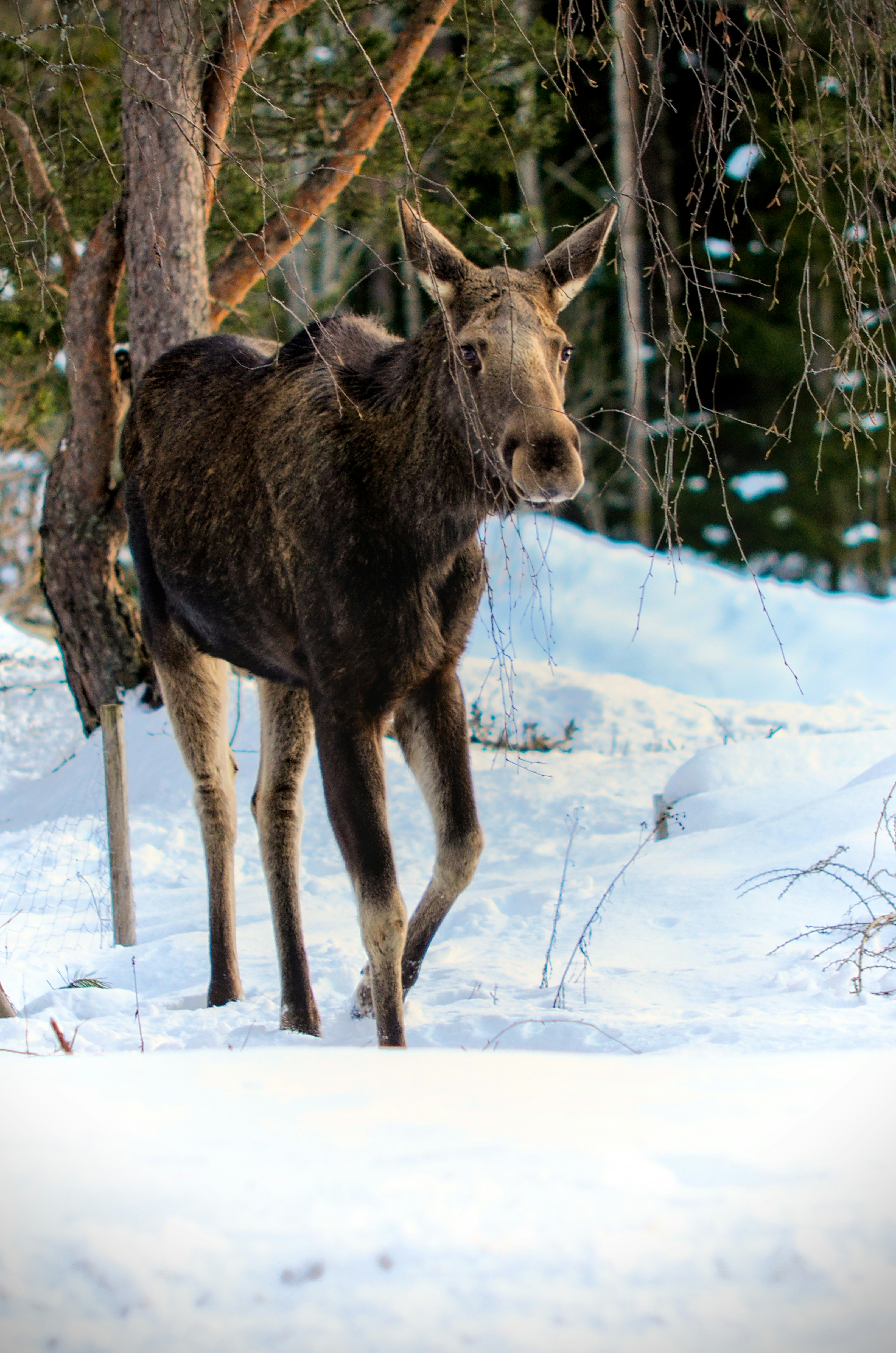 A moose standing in the snow next to a tree photo – Free Animal Image ...