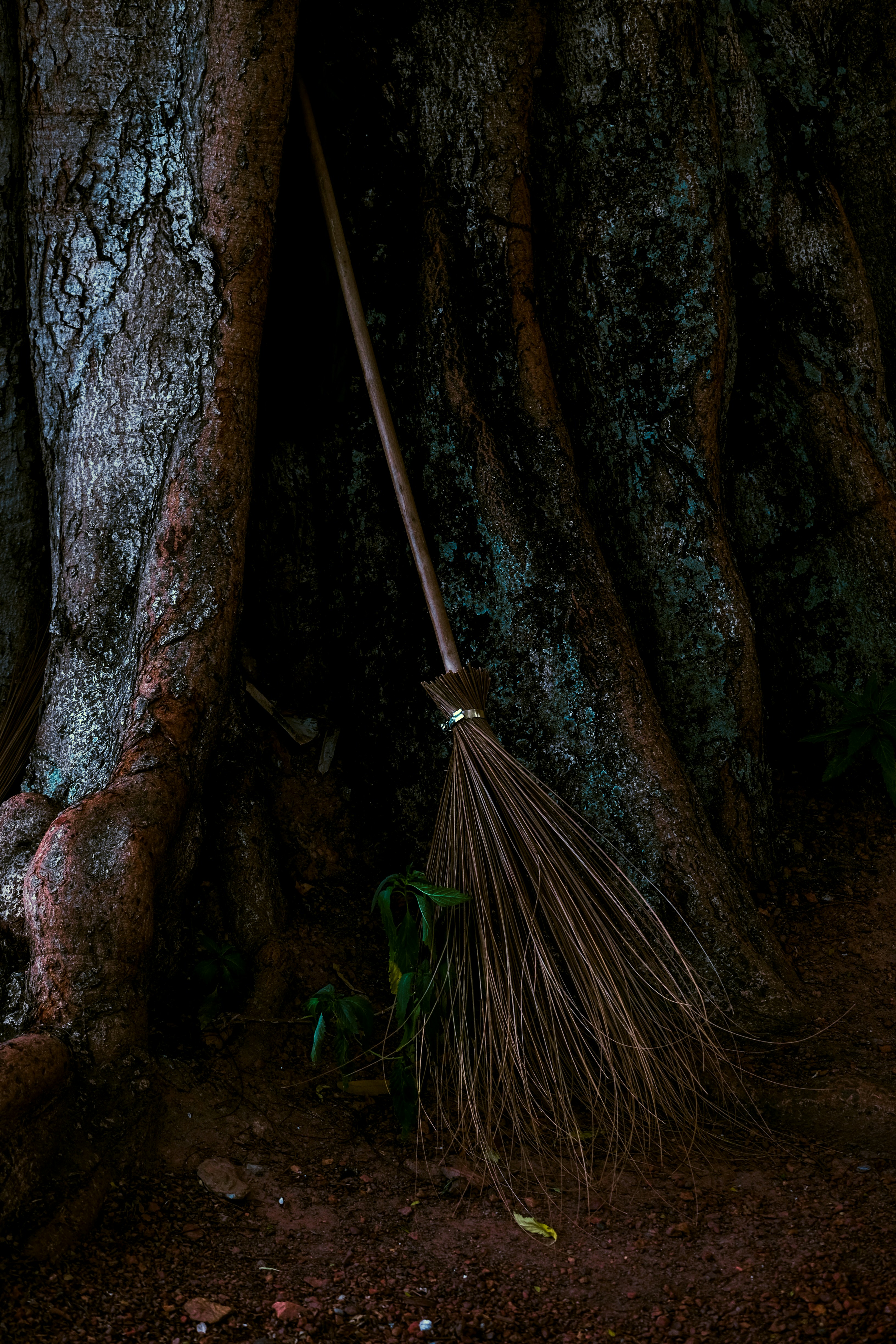 A broom stuck in the trunk of a tree photo – Free Broom Image on Unsplash